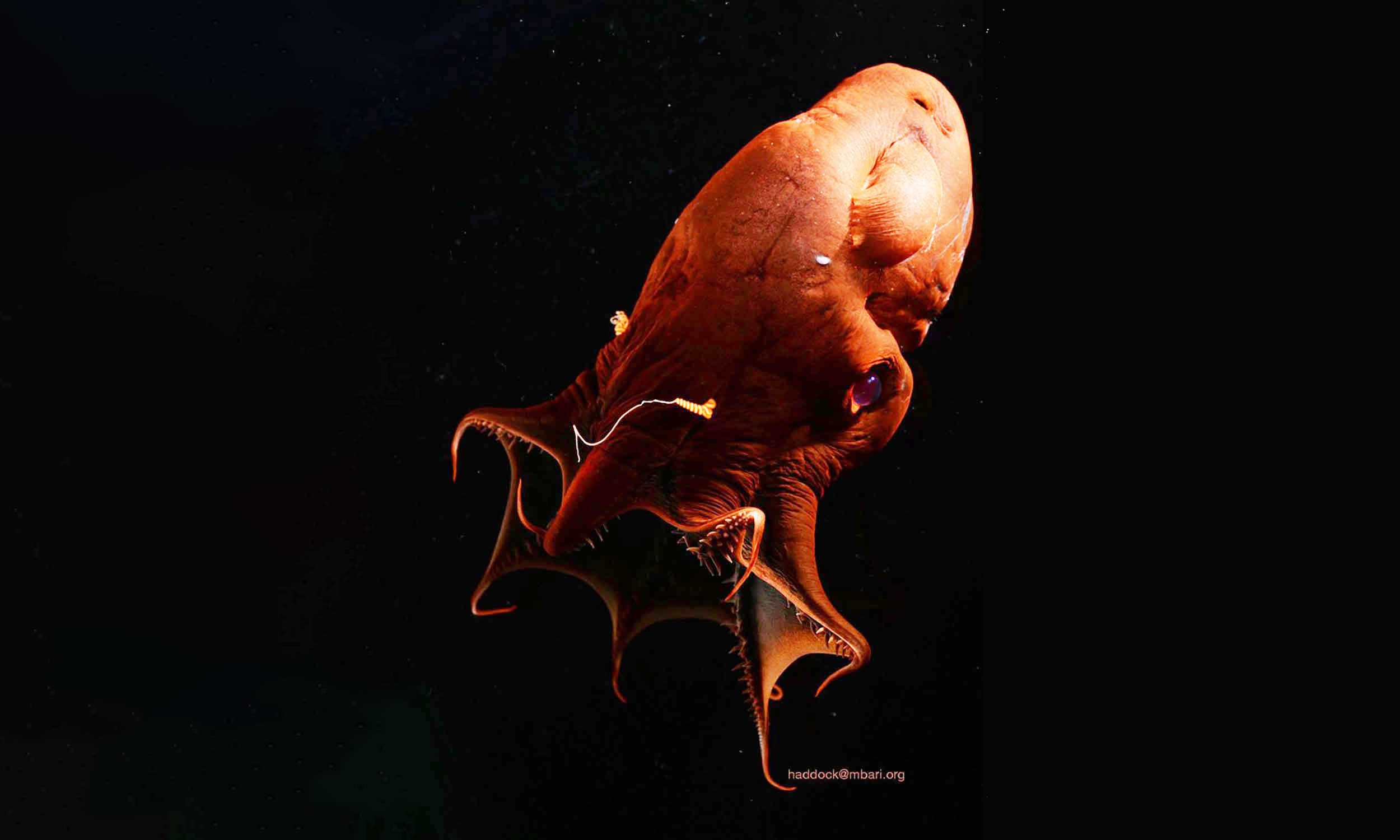 Vampire squids are the missing link between squids and octopuses - Earth.com