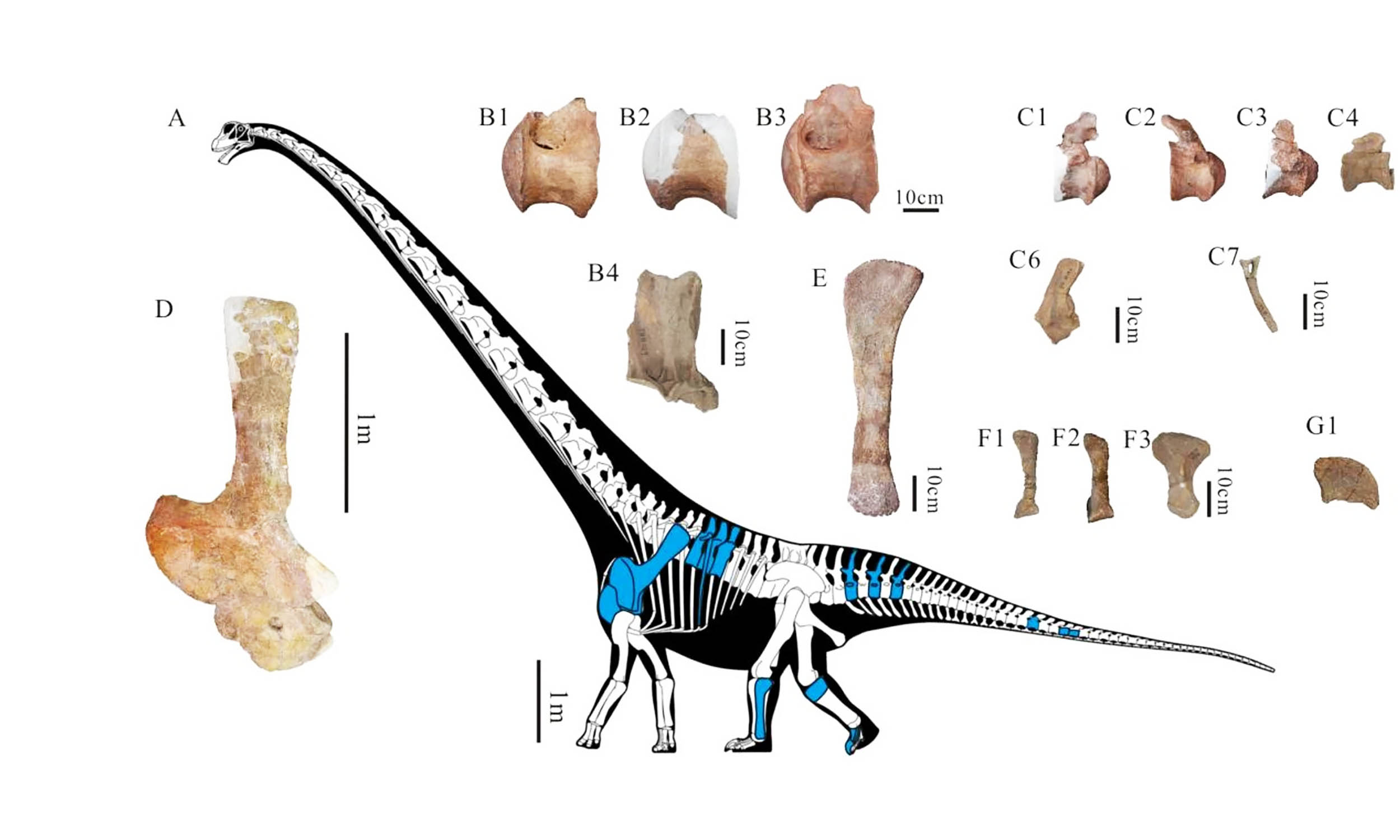 Colossal 92-foot-long dinosaur challenges the imagination - Earth.com