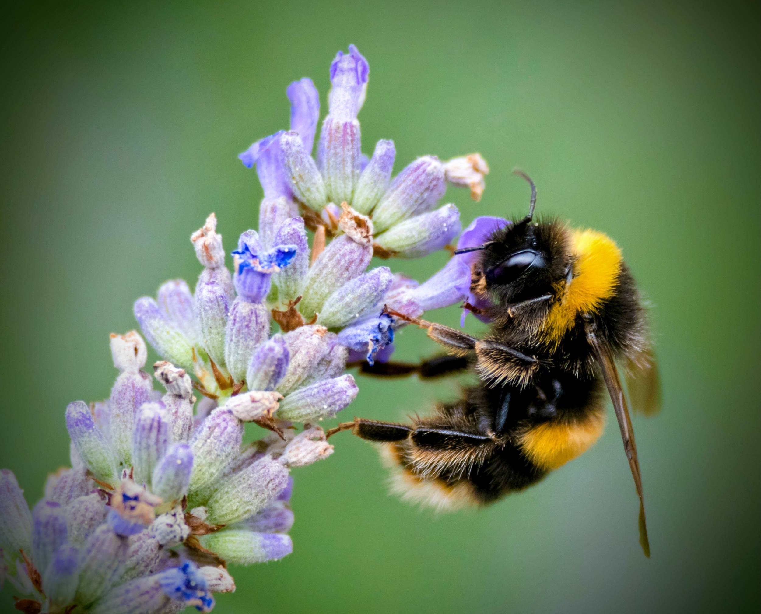 Invasive ants drain the energy of hard-working bumble bees - Earth.com