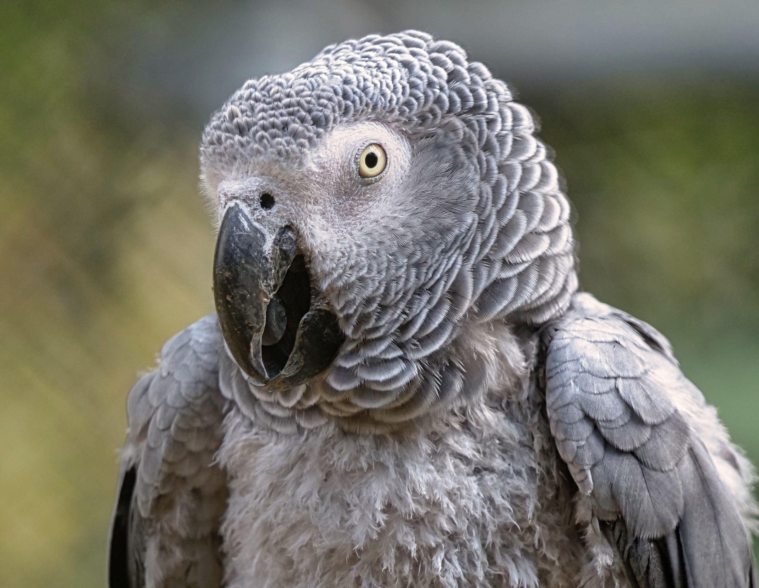 Birds can learn meaning in sounds - not just songs - Earth.com