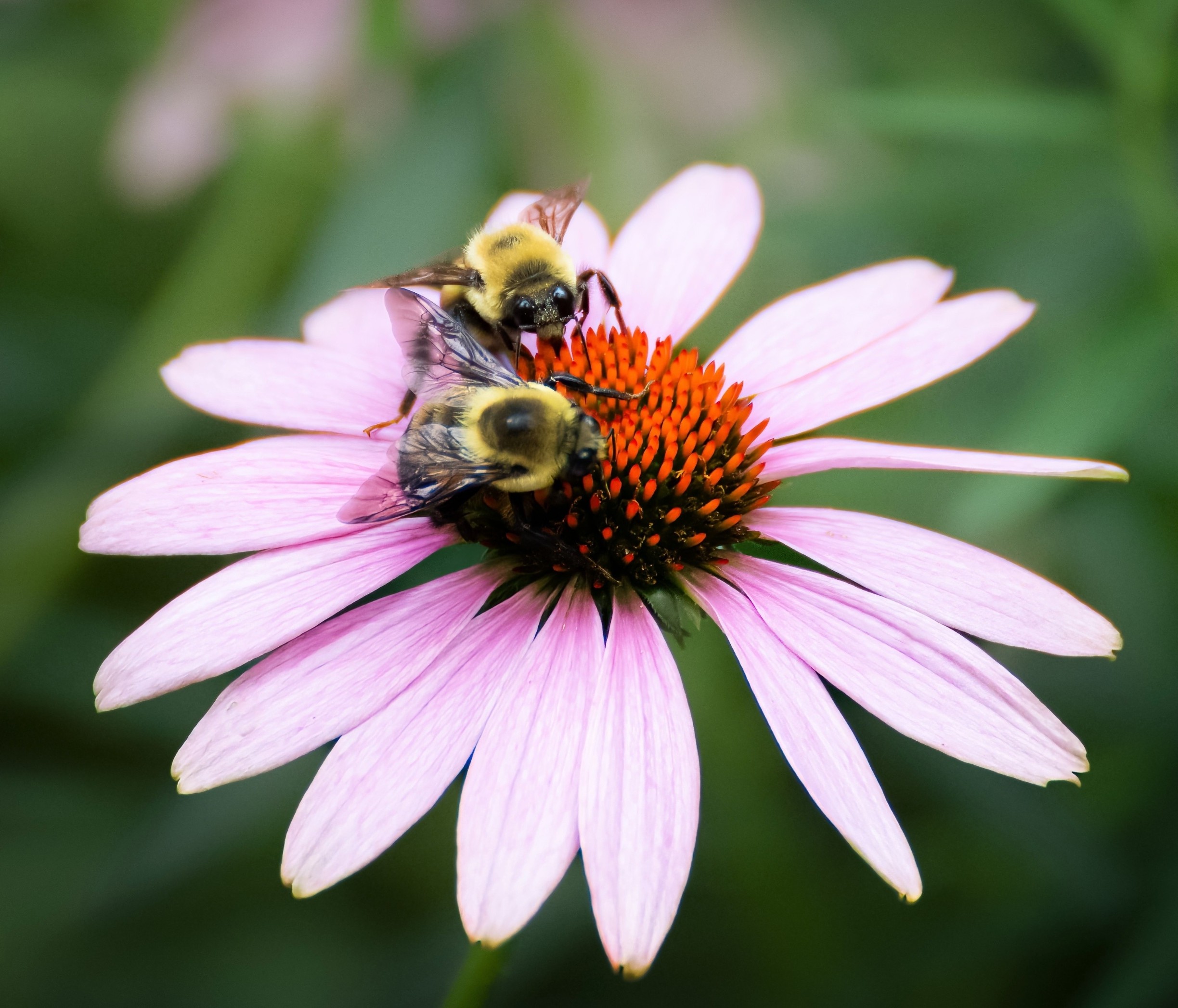 Bees can spread positive emotions between each other - Earth.com