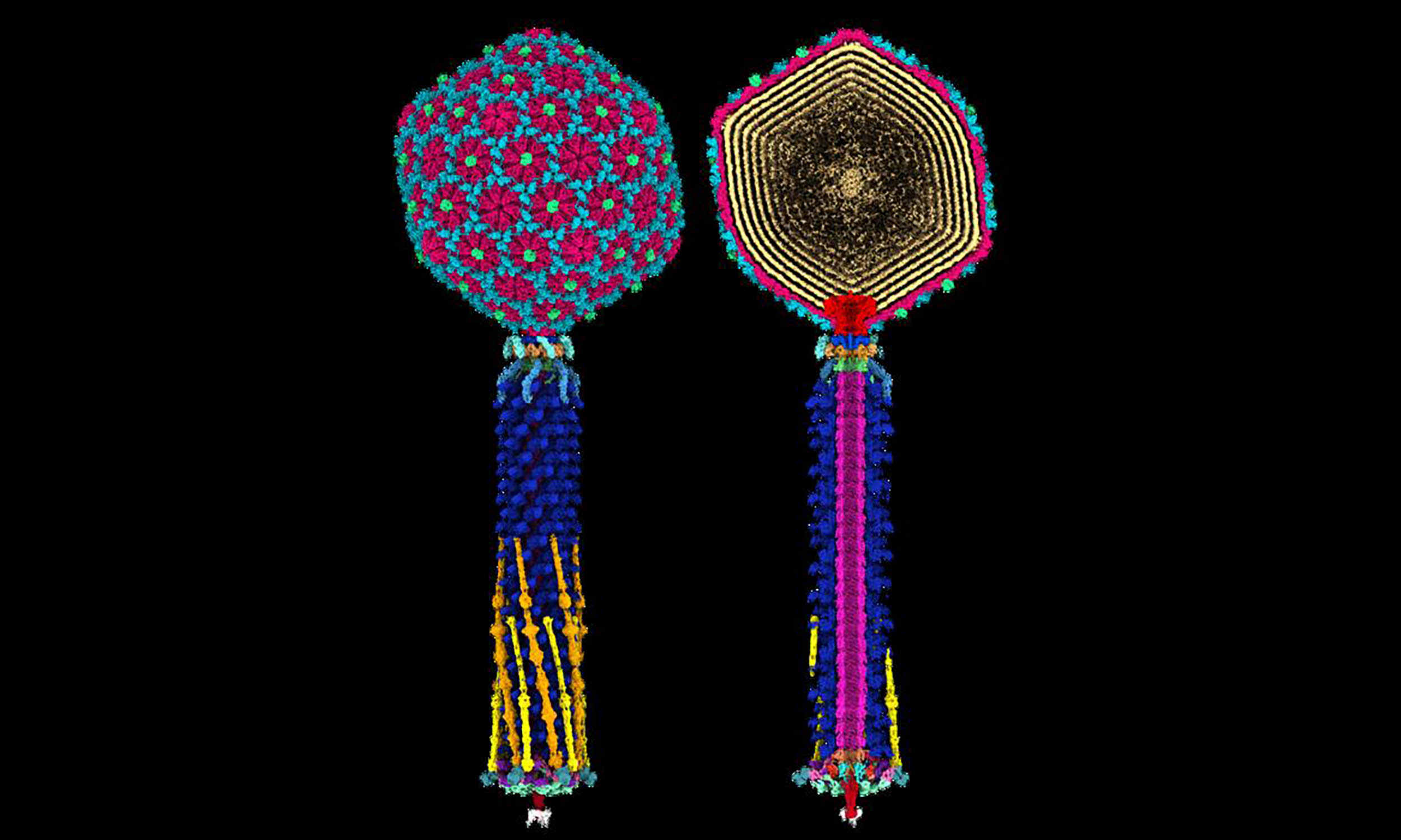 Ancient phage viruses may hold the key to defeating superbugs - Earth.com