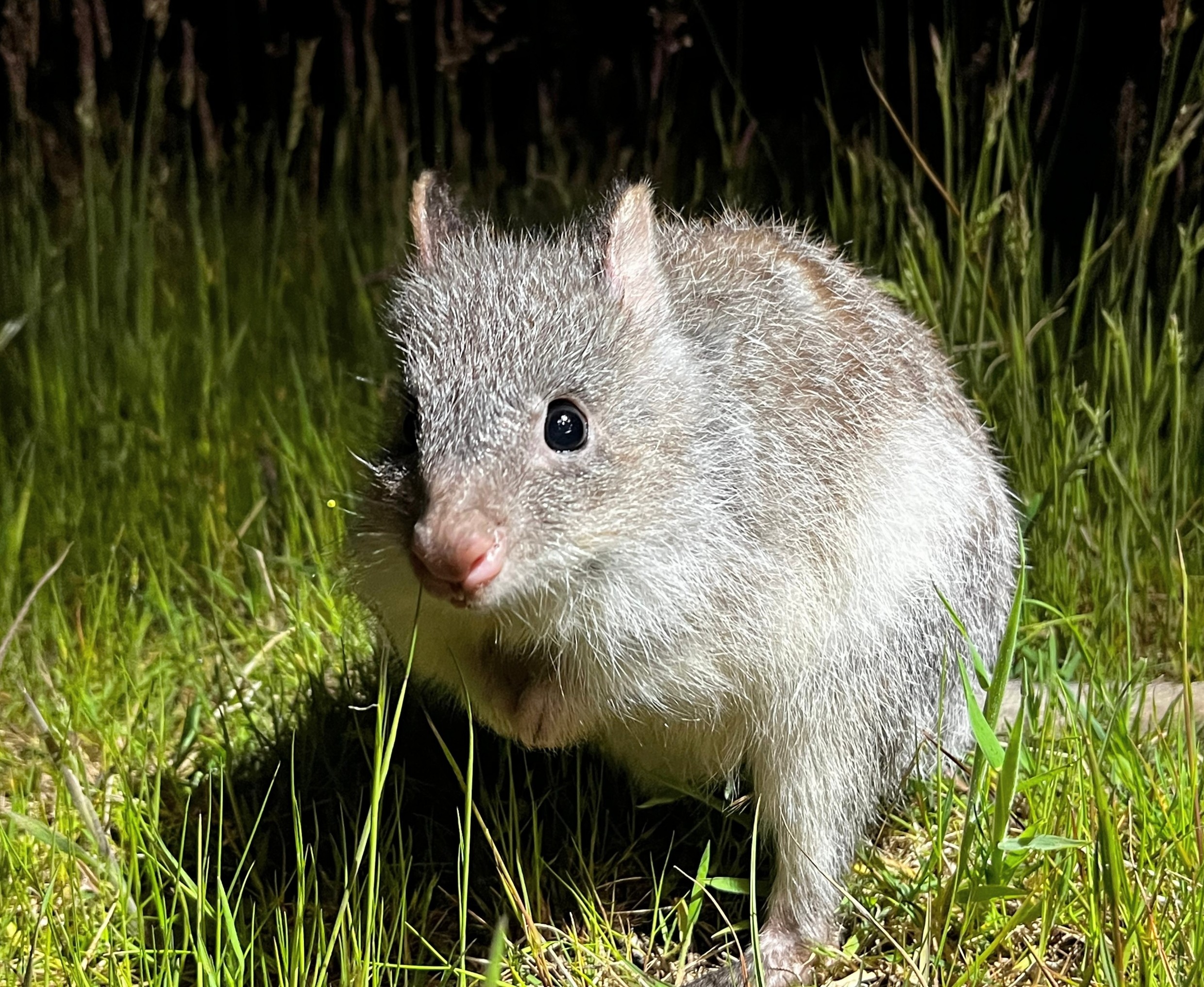 Bettongs can bite seeds that would break other animals’ jaws - Earth.com