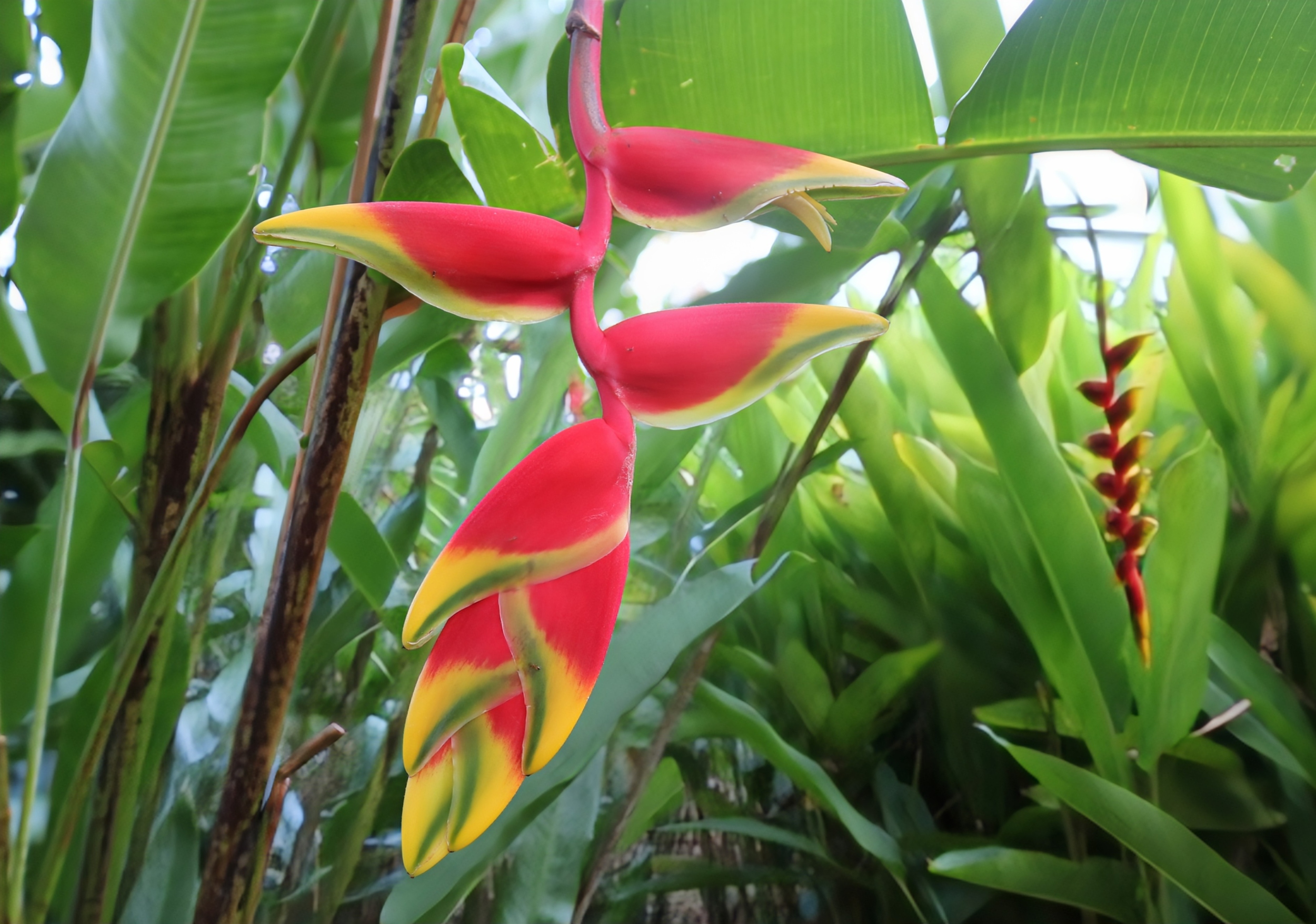 Rainforest leaves may handle heat better than we predicted - Earth.com
