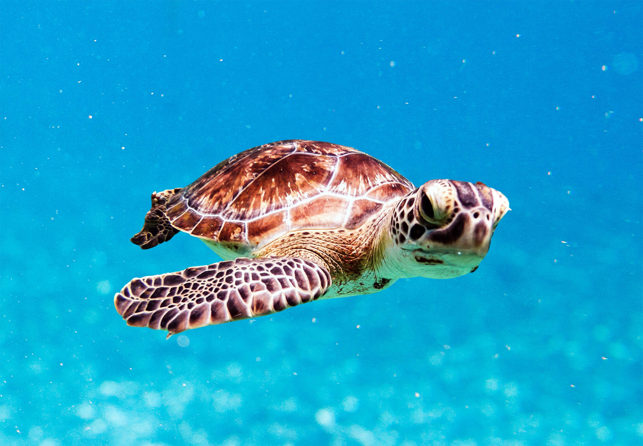 Baby sea turtles somehow travel thousands of ocean miles alone - Earth.com