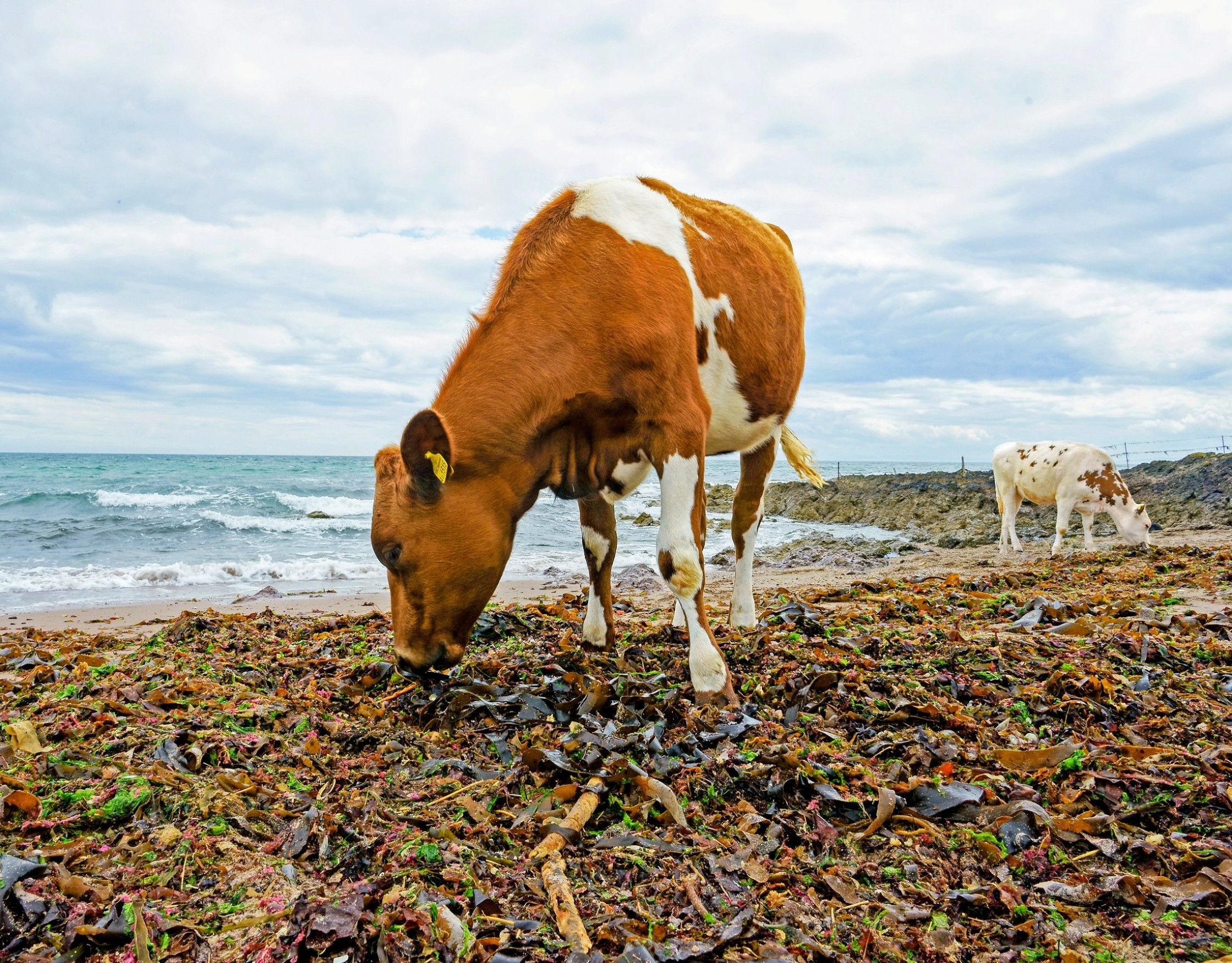 Feeding cows seaweed rewires their guts to slash methane - Earth.com