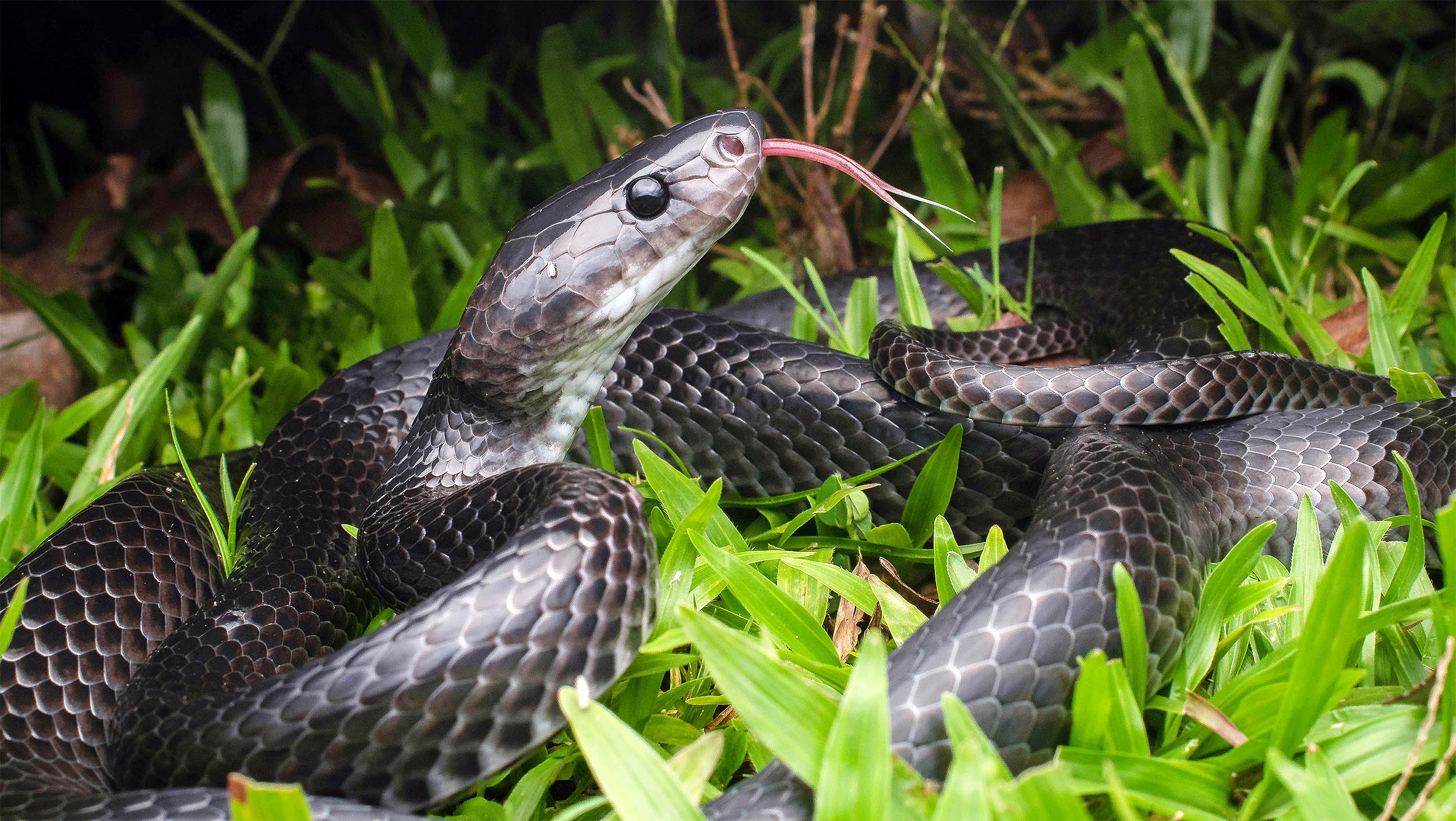 New wolf snake species named in honor of Steve Irwin - Earth.com
