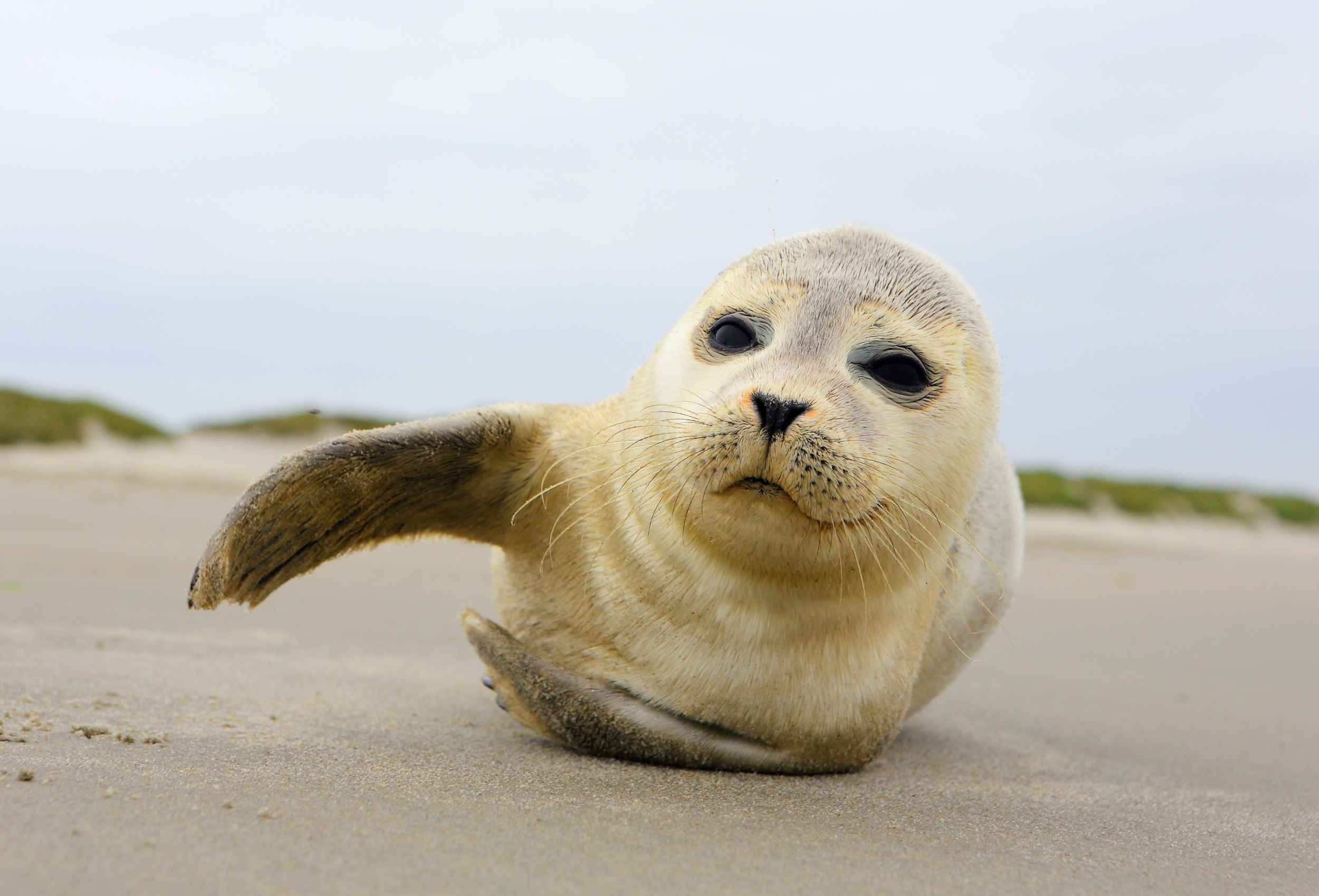 Grey seals produce milk with hundreds of never-seen sugars - Earth.com