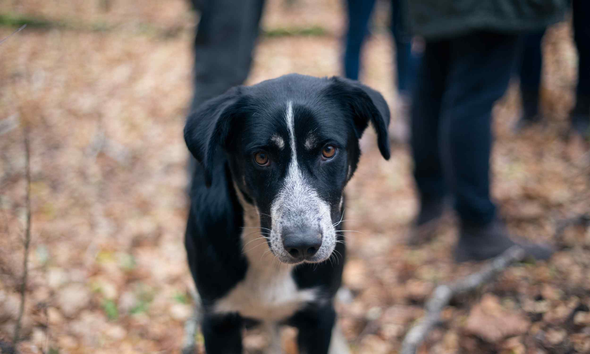 What do the Chernobyl dogs and Jurassic Park have in common? - Earth.com