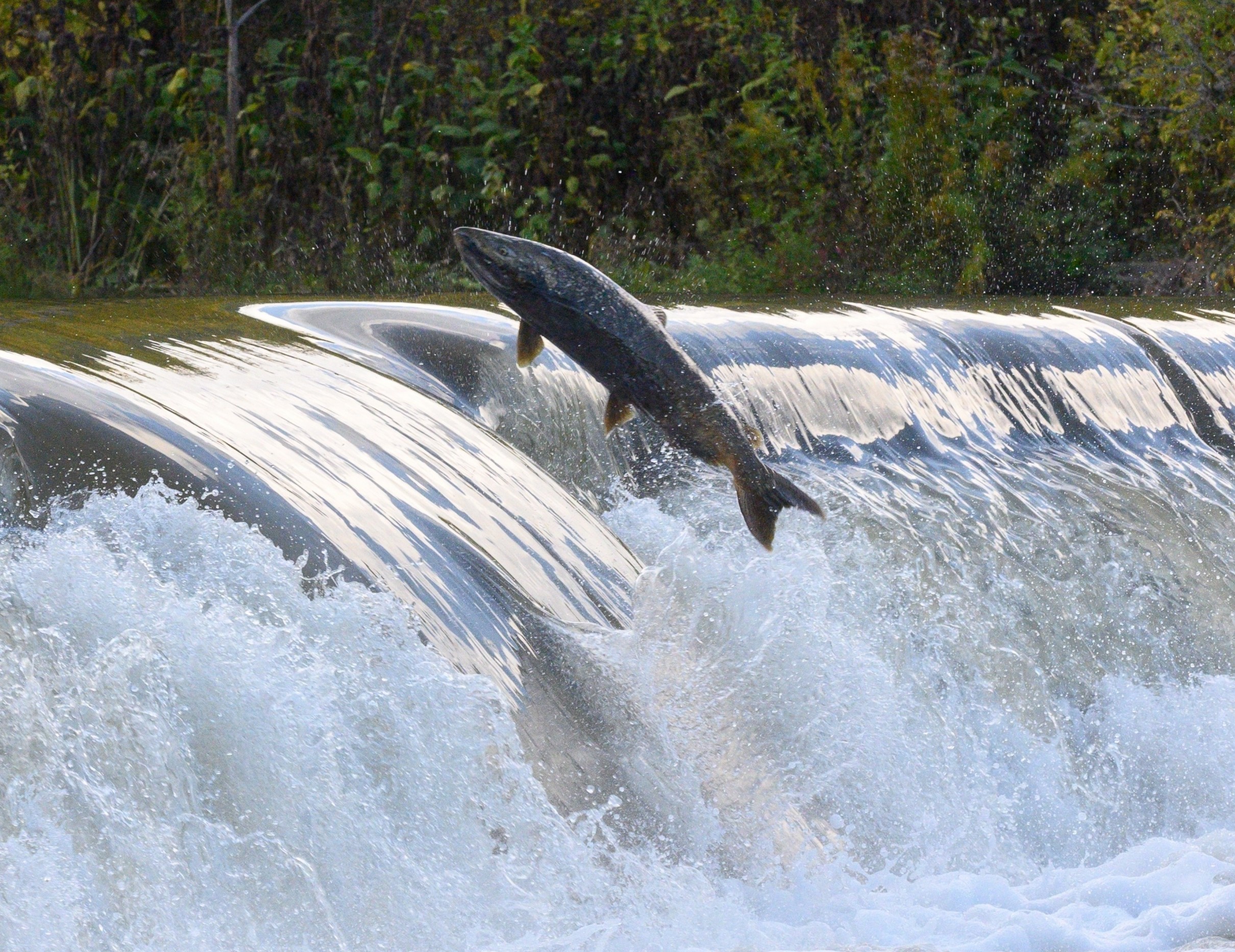 How scientists are tracking salmon with air samples - Earth.com