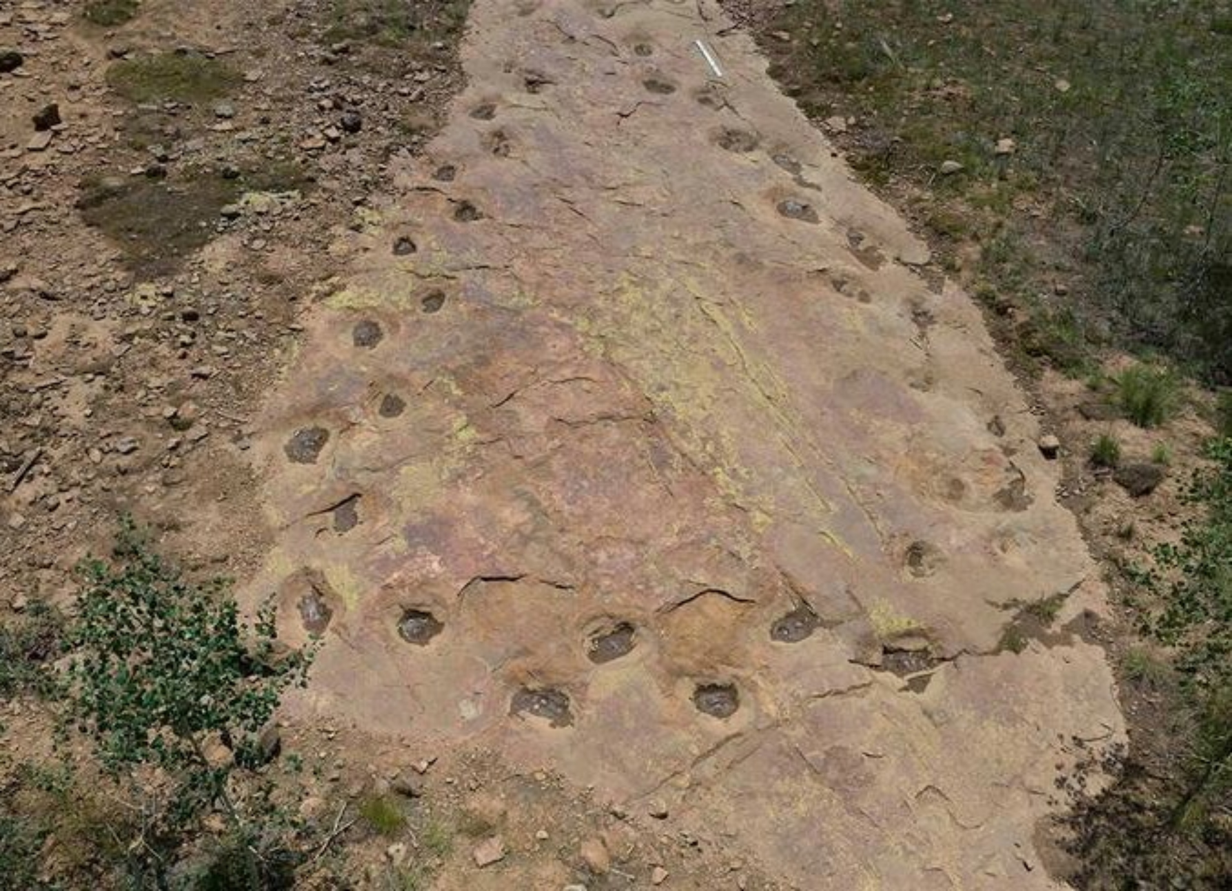 Dinosaur may have walked with a limp 150 million years ago - Earth.com