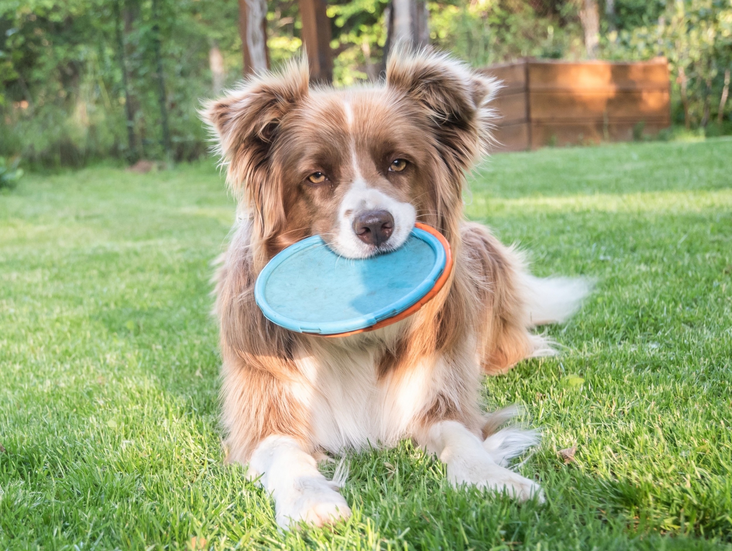 Some dogs can learn the names of hundreds of objects - Earth.com