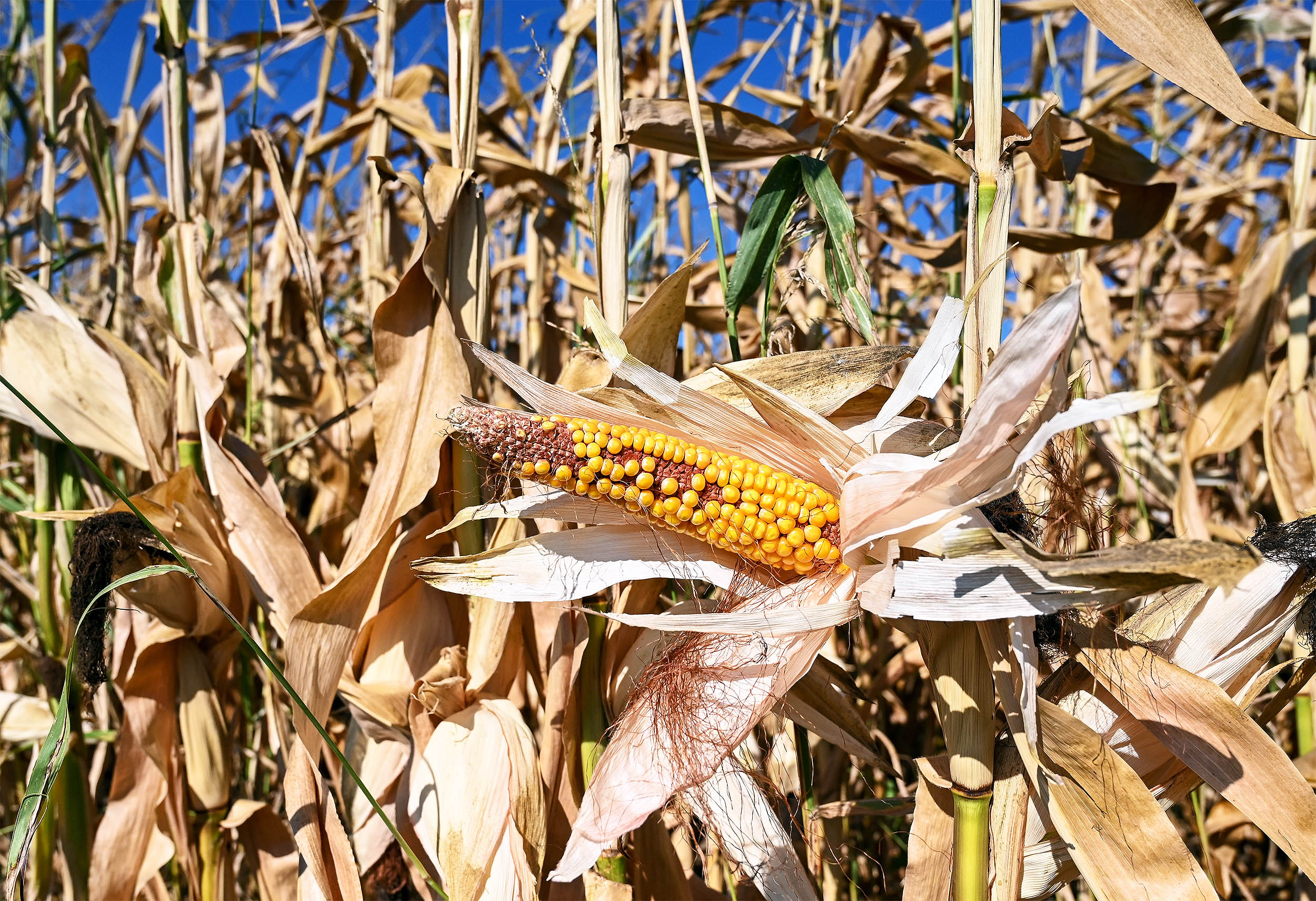 Earth is a planet where the air is always thirsty, drying out the land ...