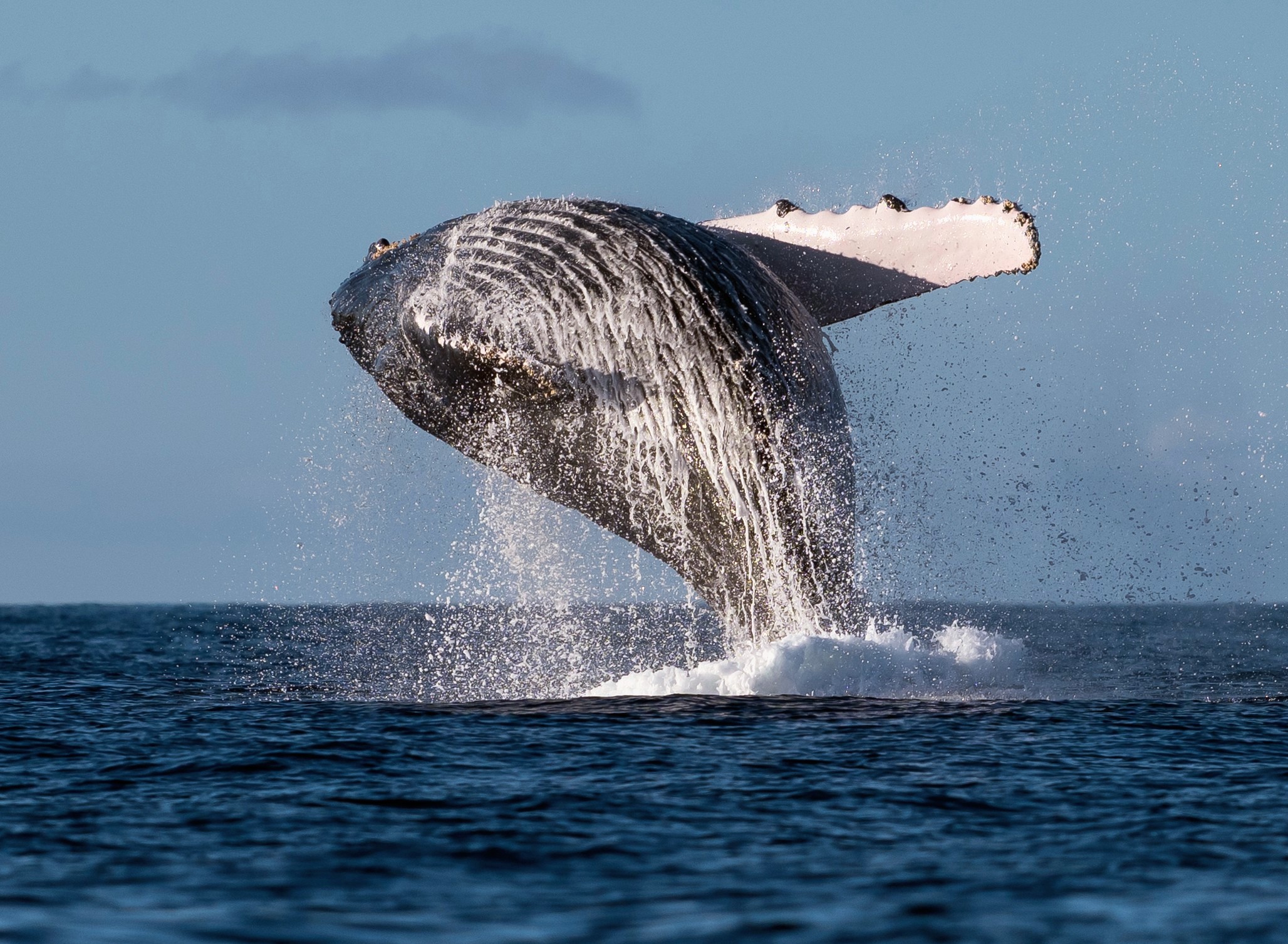How humpback whales became a conservation success story - Earth.com