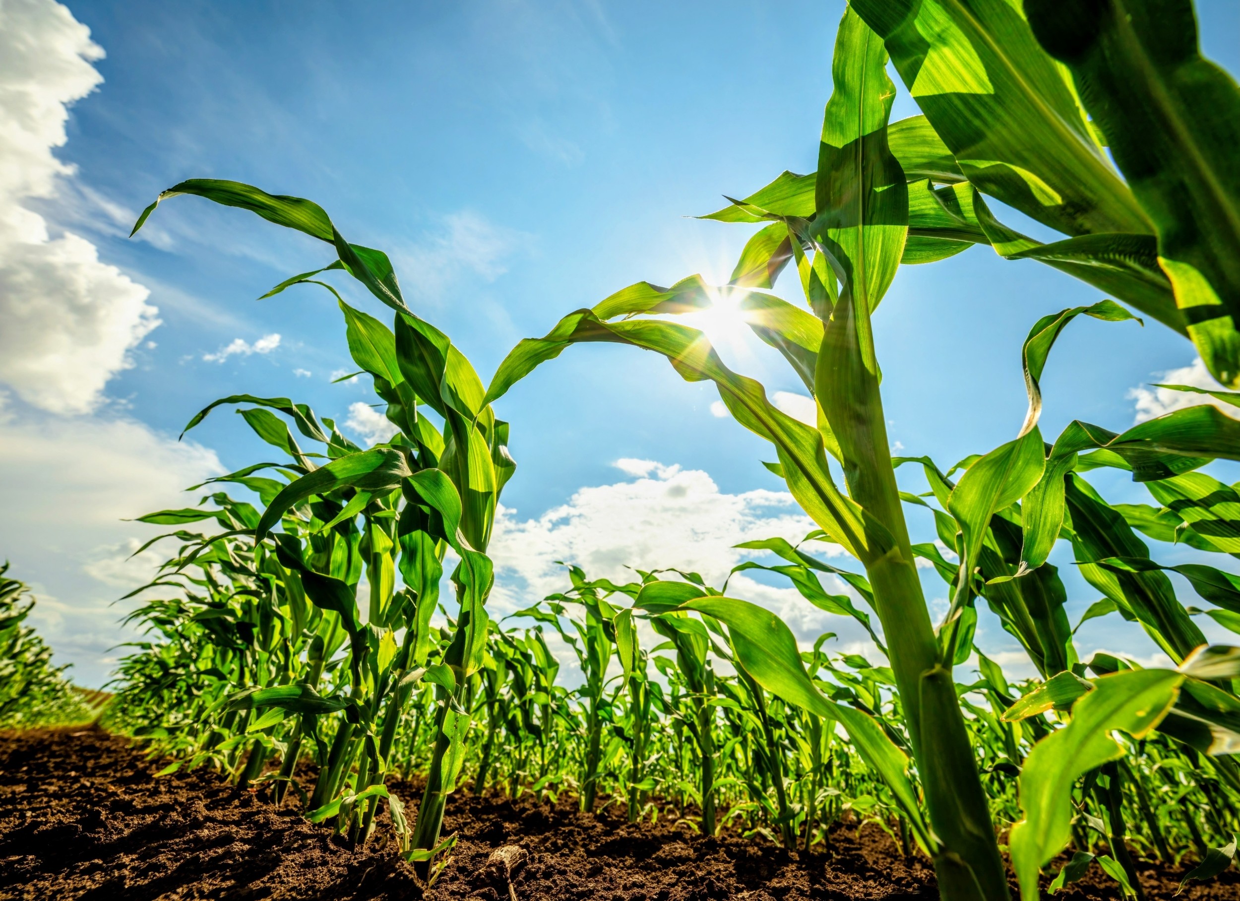 Modern corn diets are giving crop pests a dangerous new edge - Earth.com