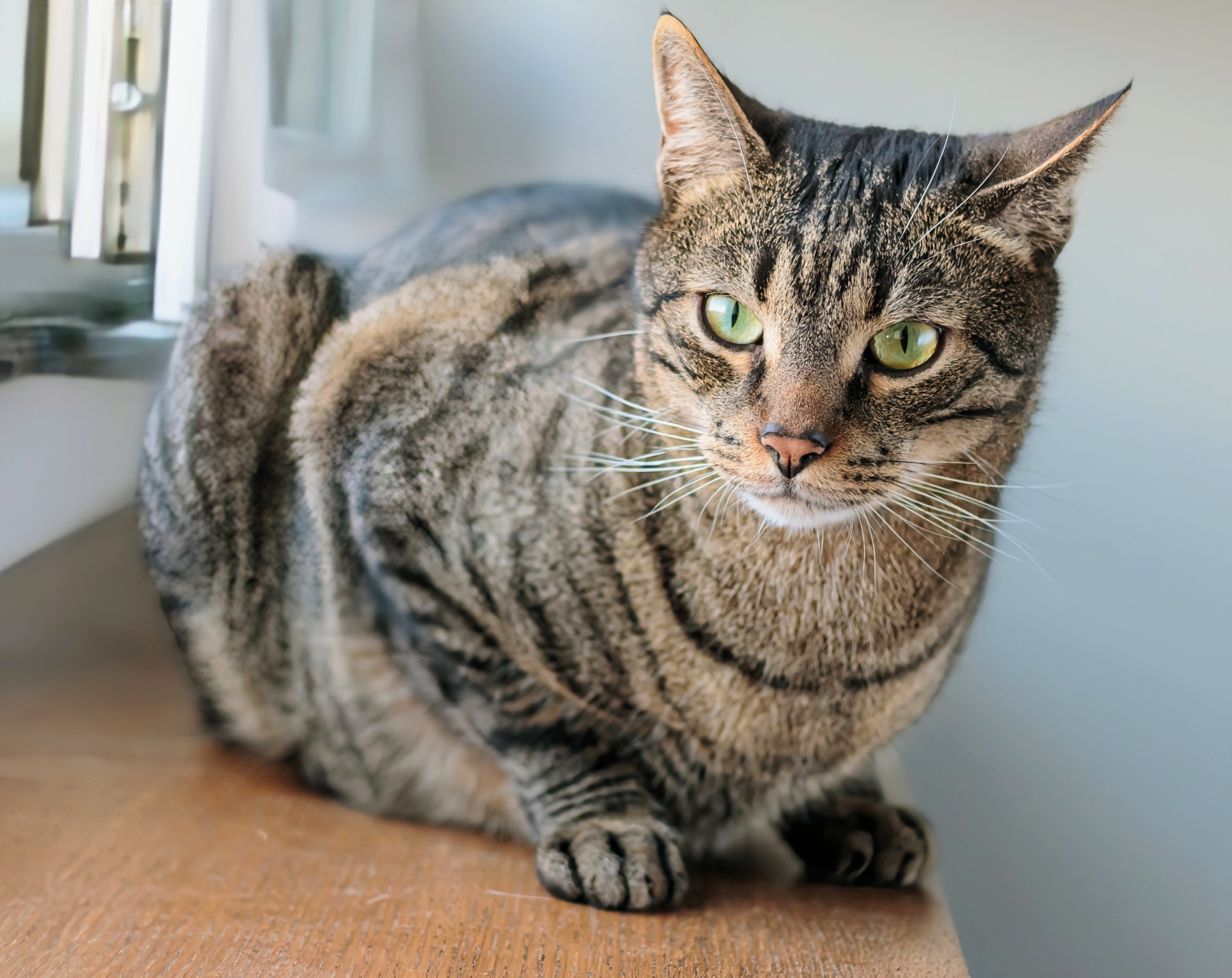 Ancient DNA discovery rewrites the origin story of house cats - Earth.com