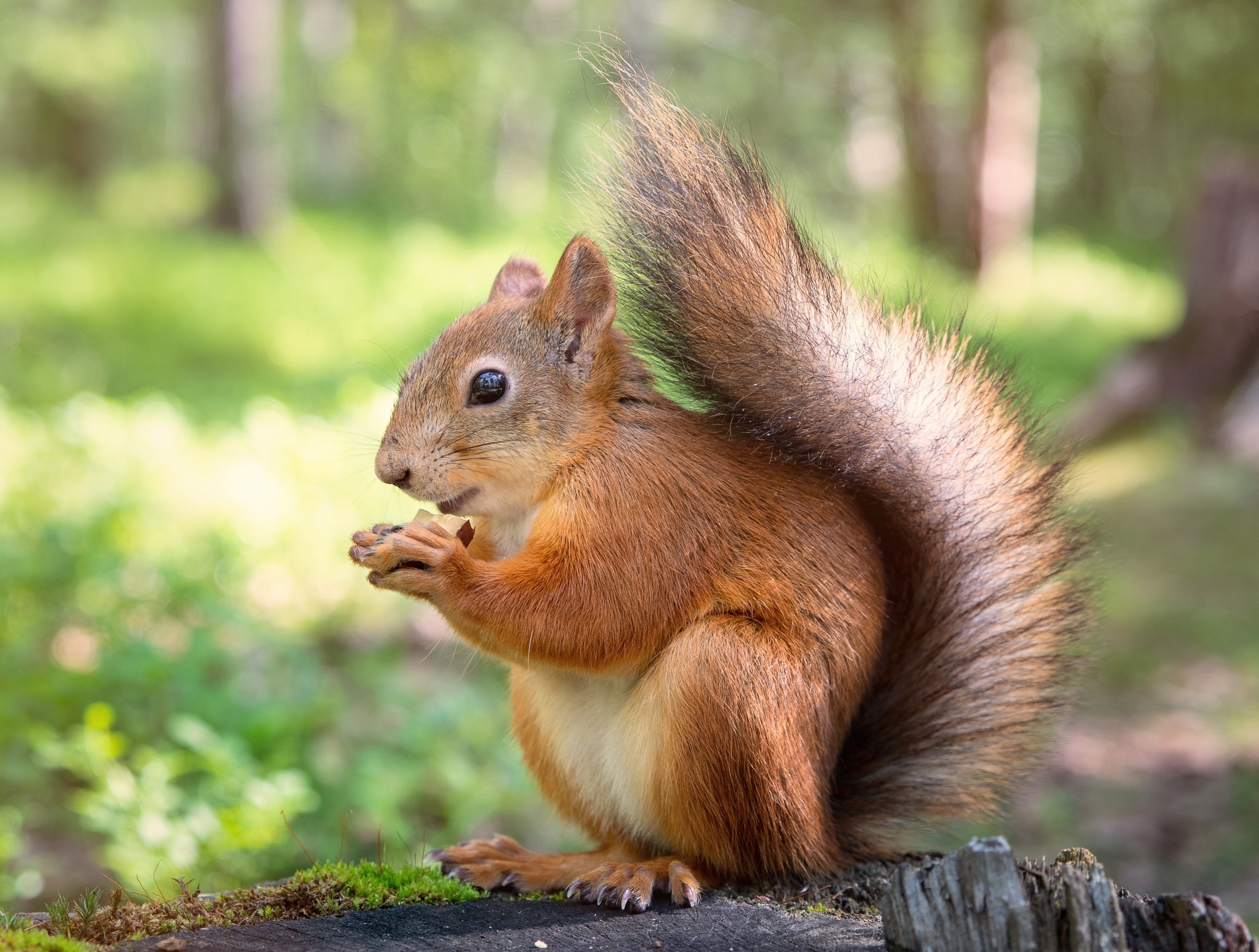 City squirrels are reproducing faster - thanks to humans - Earth.com