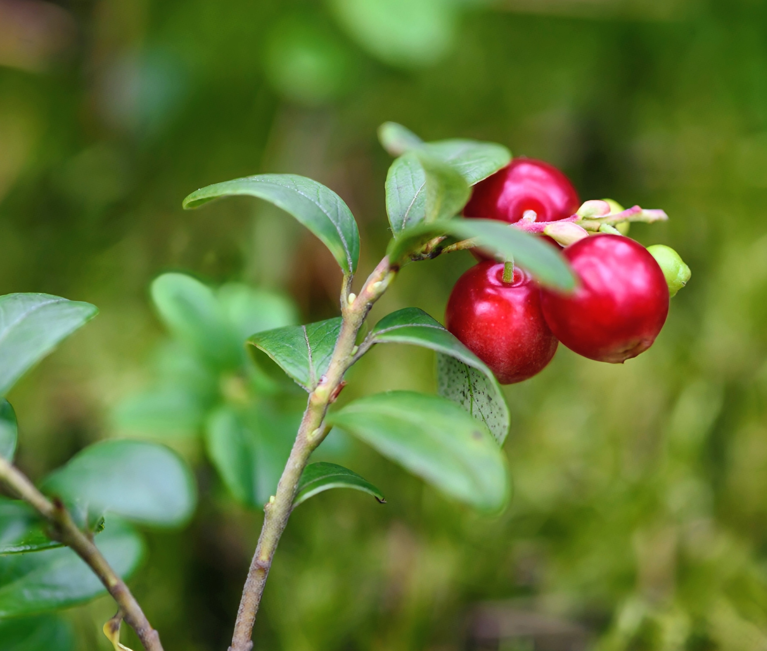 Early humans relied on plant foods much more than expected - Earth.com