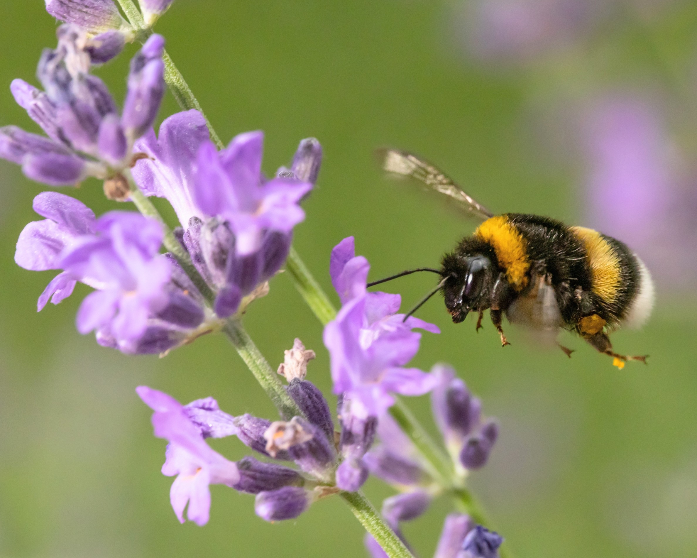 Bumblebee colonies have a surprisingly organized defense drill - Earth.com