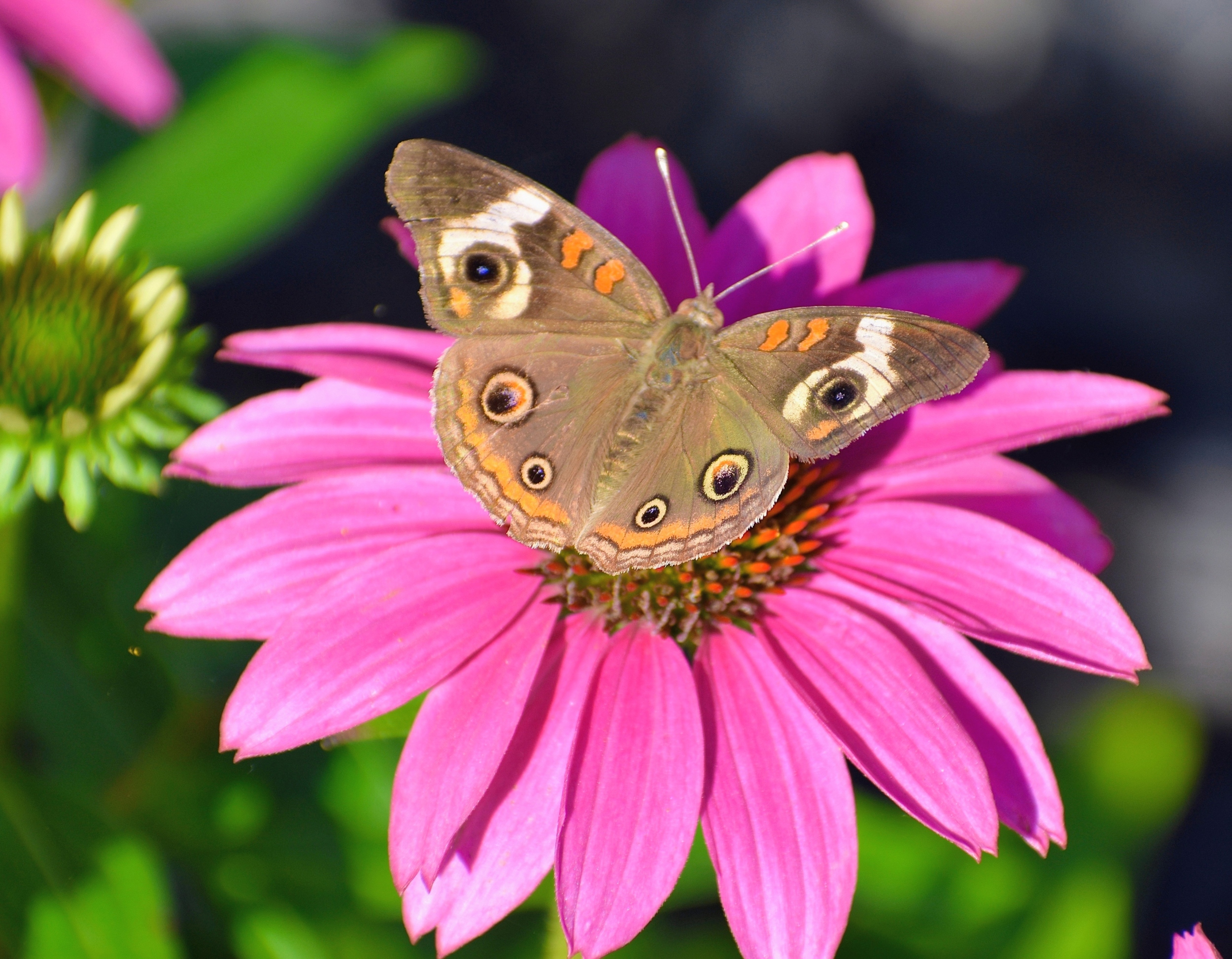 How a prairie butterfly’s vision shifts with the seasons - Earth.com