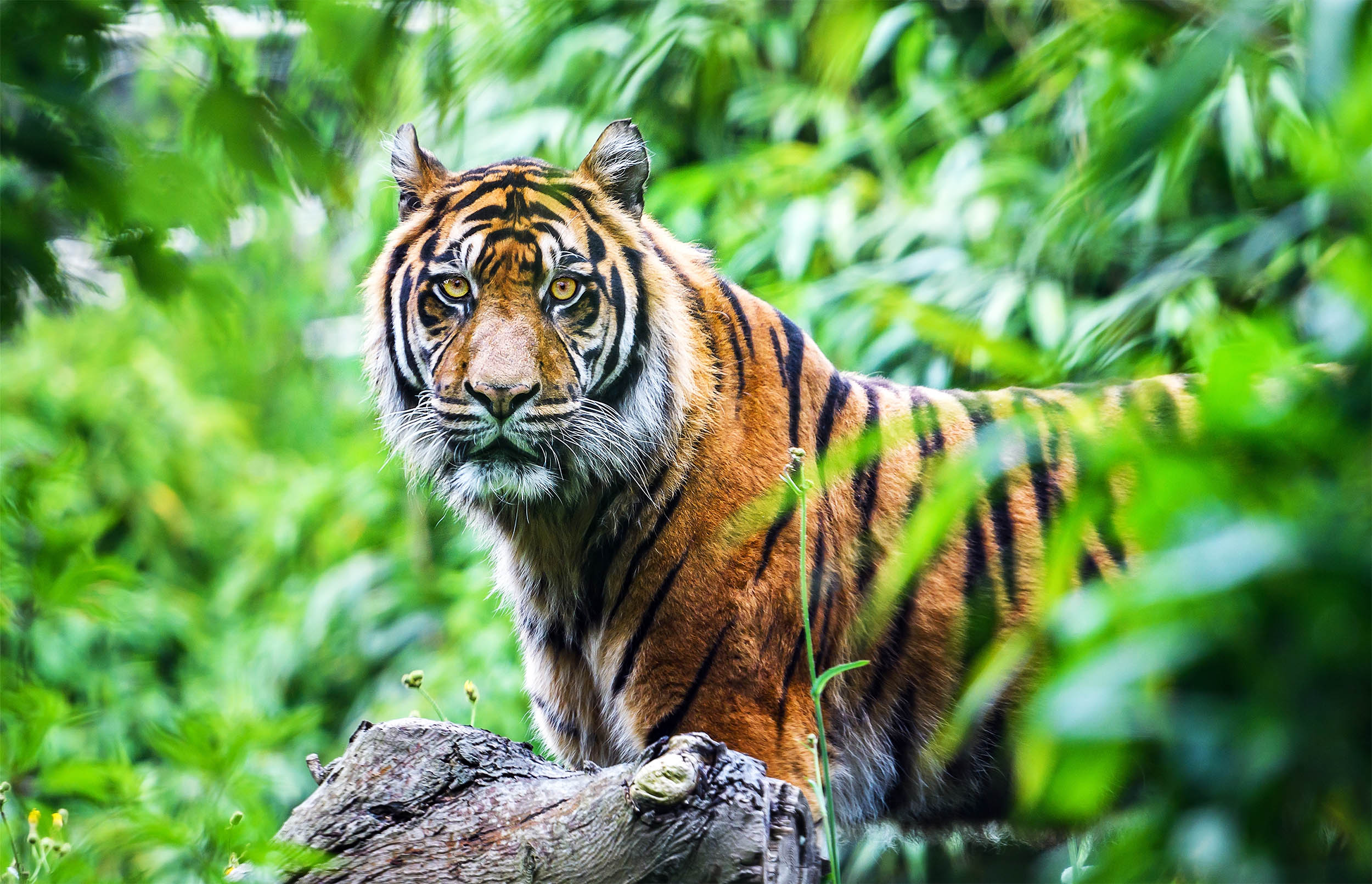 New findings released on critically endangered Sumatran tigers - Earth.com