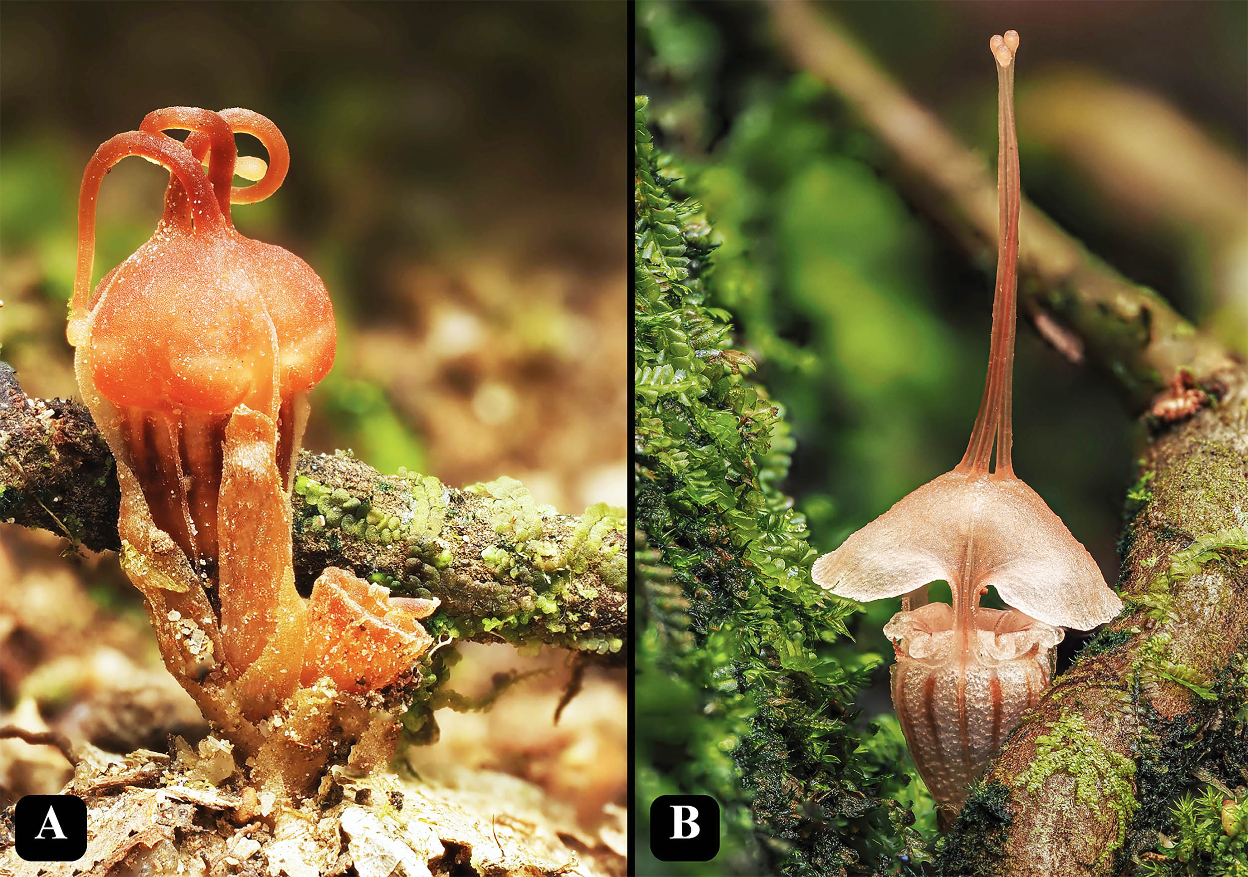 New species of fairy lantern is already critically endangered - Earth.com