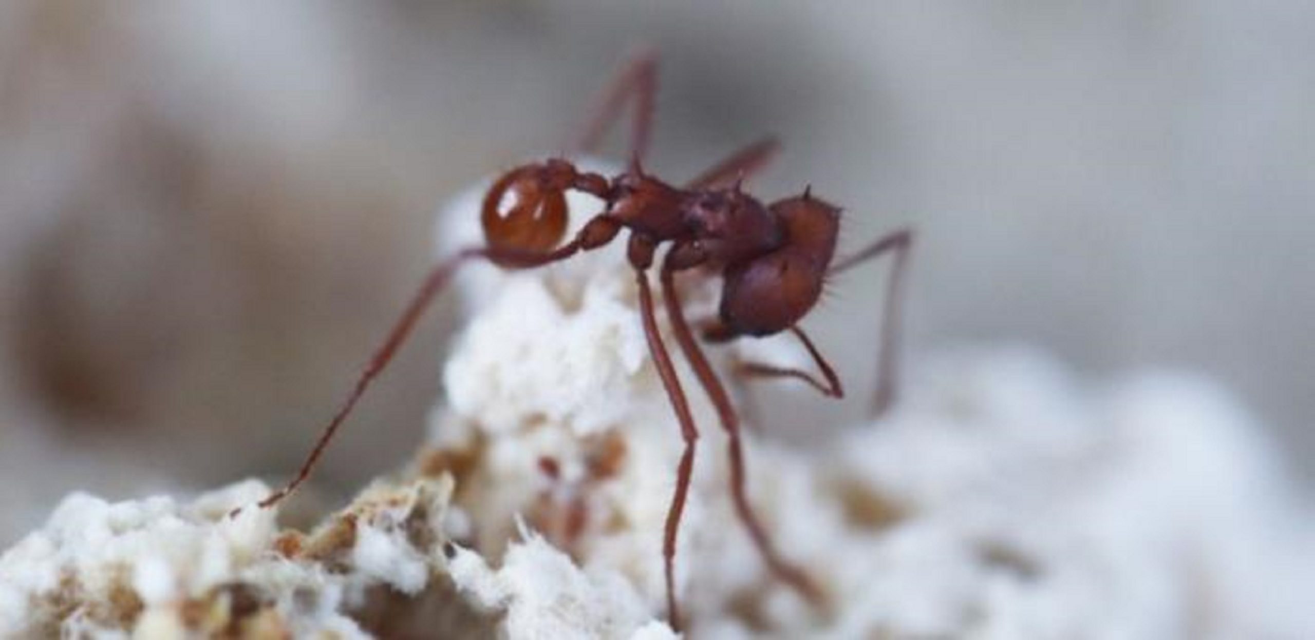 Ancient fungus predates its ant partners by 18 million years - Earth.com
