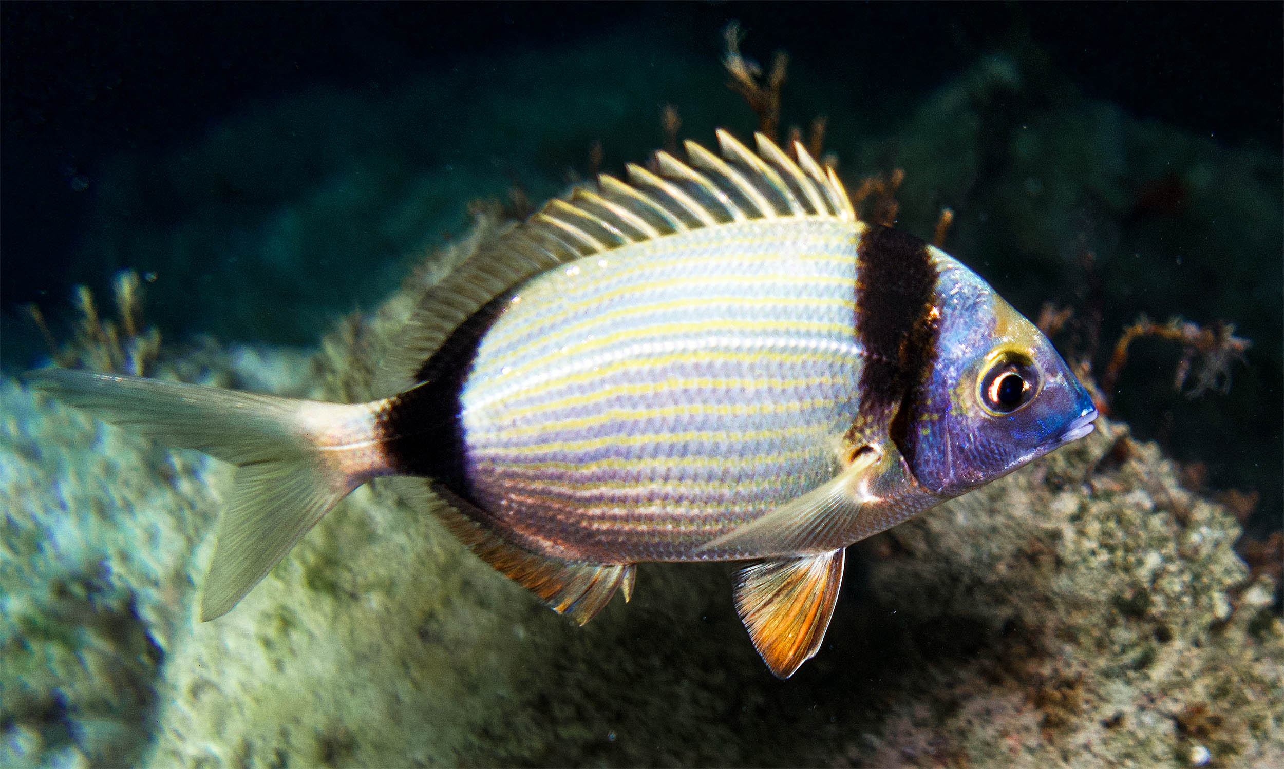 Biologists find the reason for why some fish change sex - Earth.com