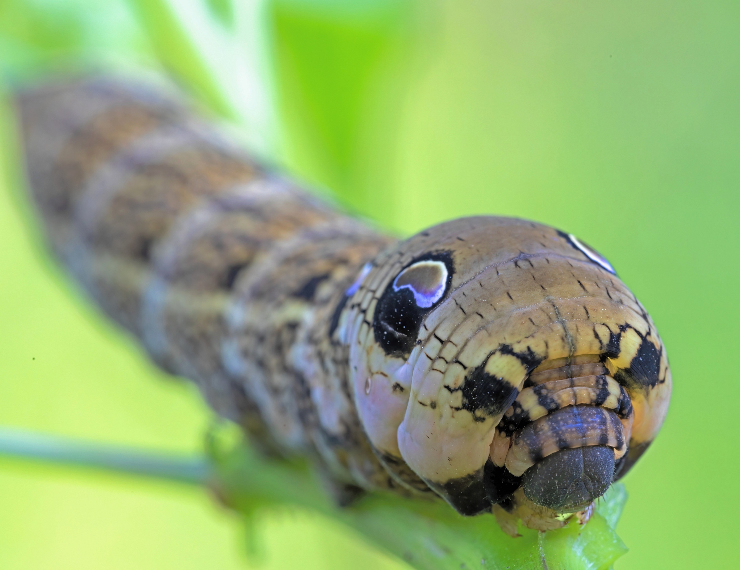 Hawkmoths hiss like snakes to scare away predators - Earth.com