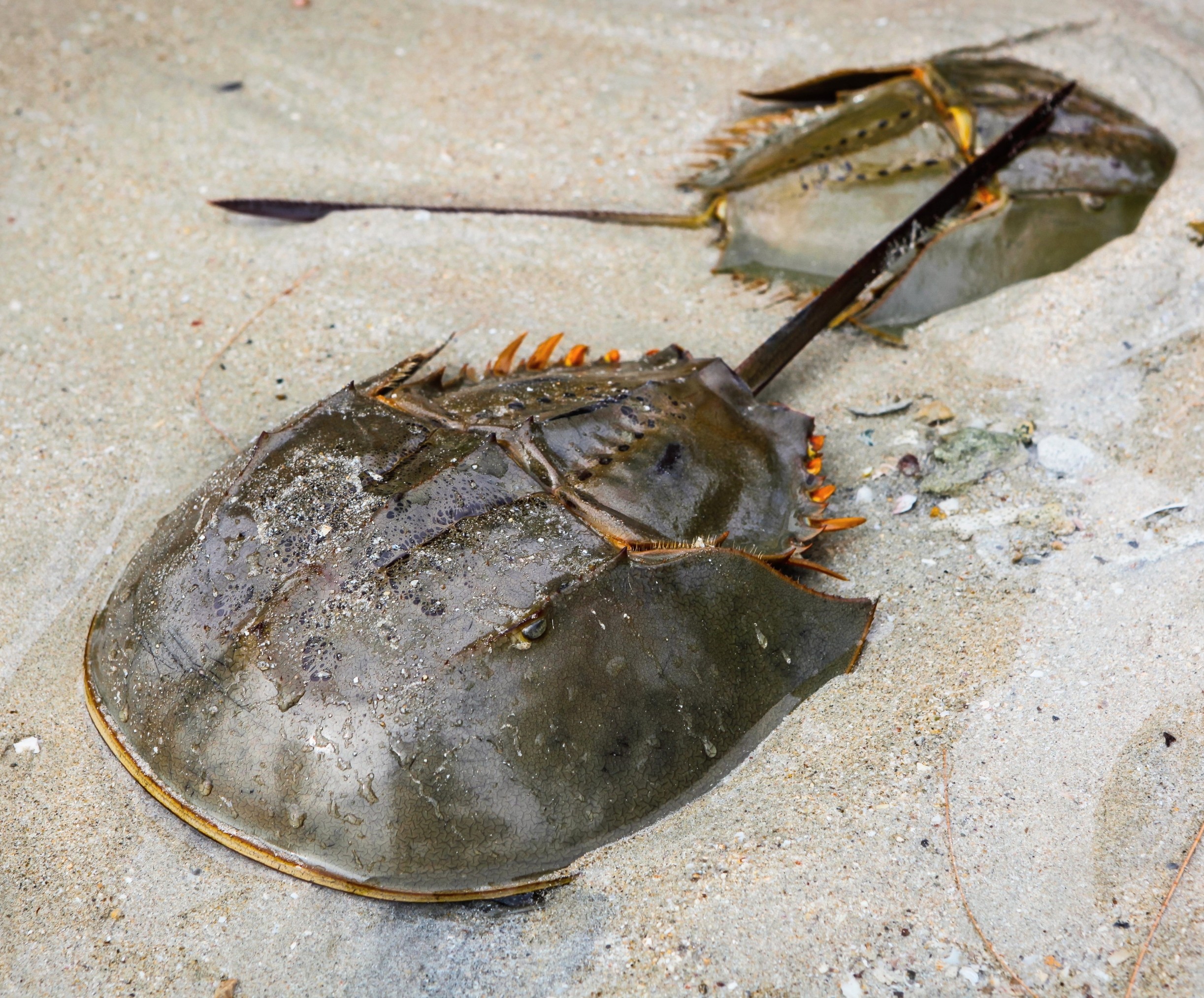 Horseshoe crabs were dying from infections 300 million years ago ...