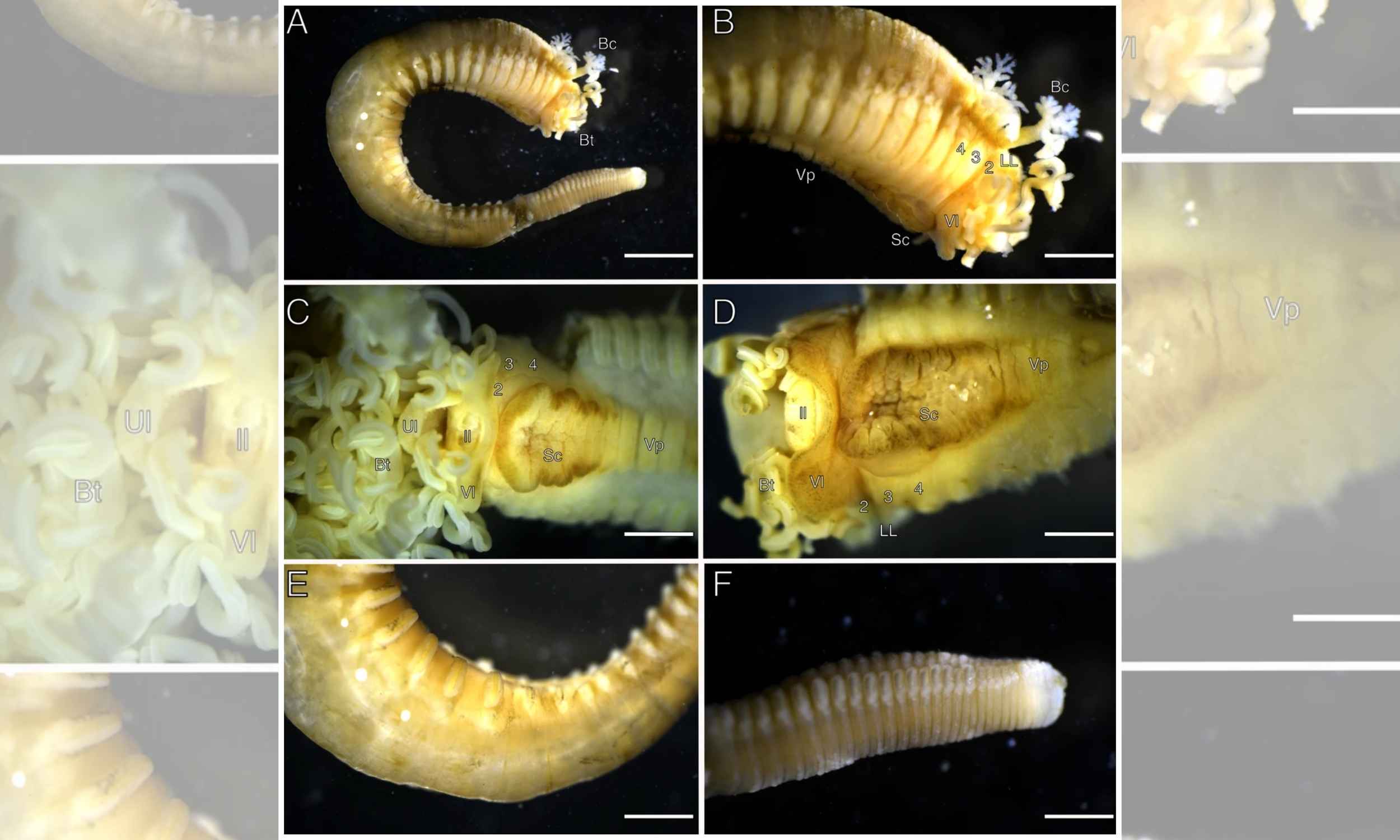New sea creature has suction cups and lives attached to a sponge ...