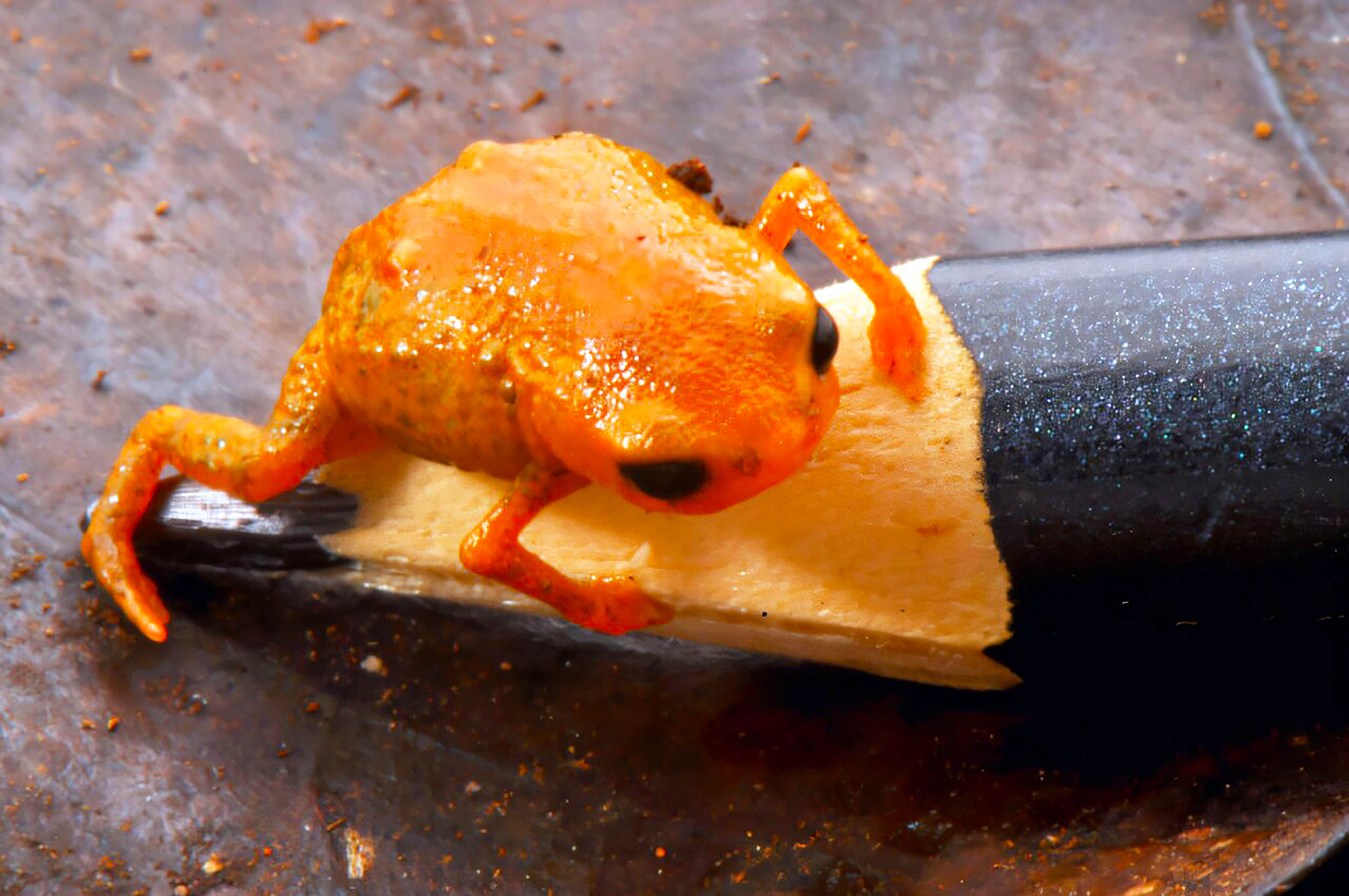New pumpkin toadlet discovered is the size of a pencil tip - Earth.com