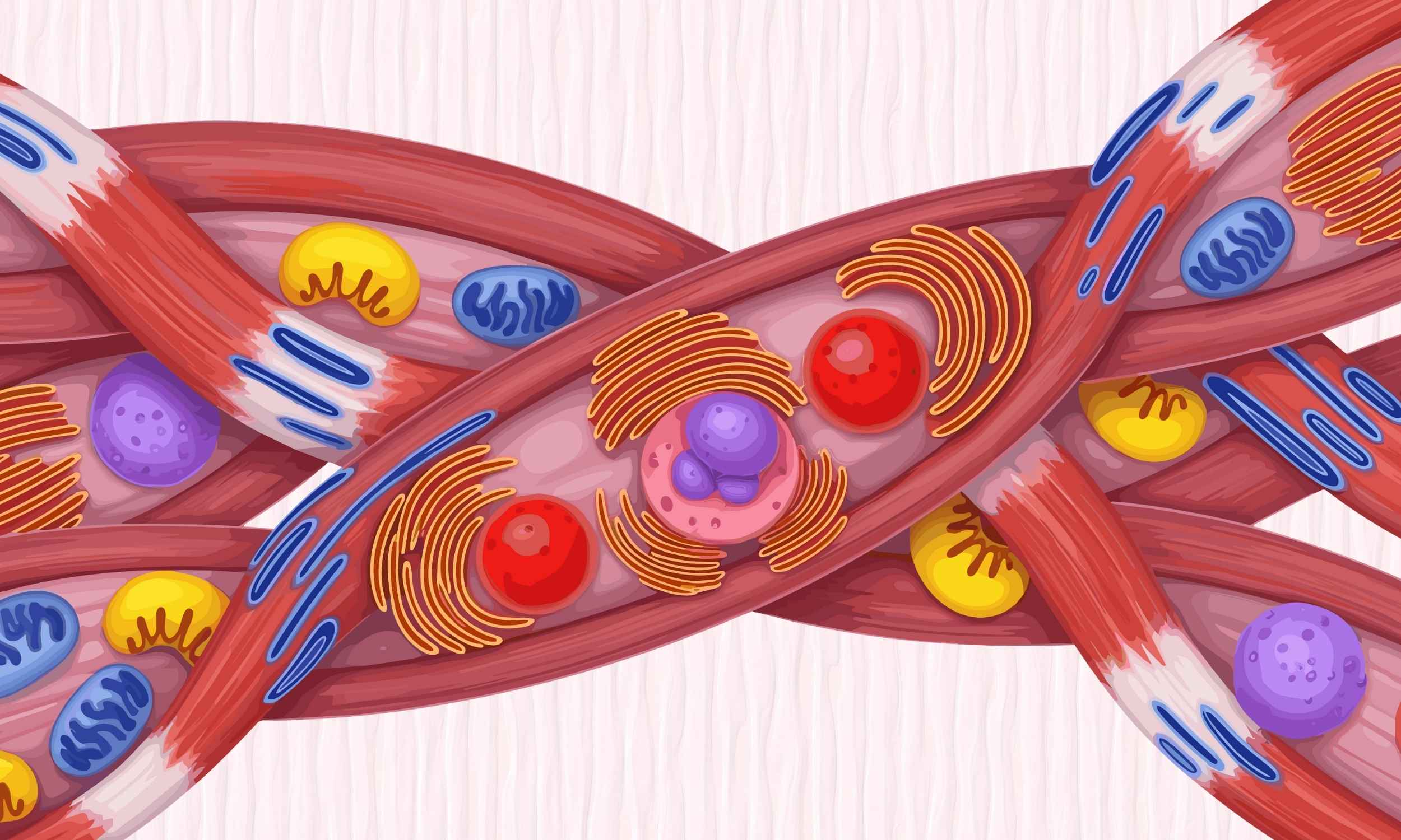Scientists have finally learned how muscles repair themselves - Earth.com
