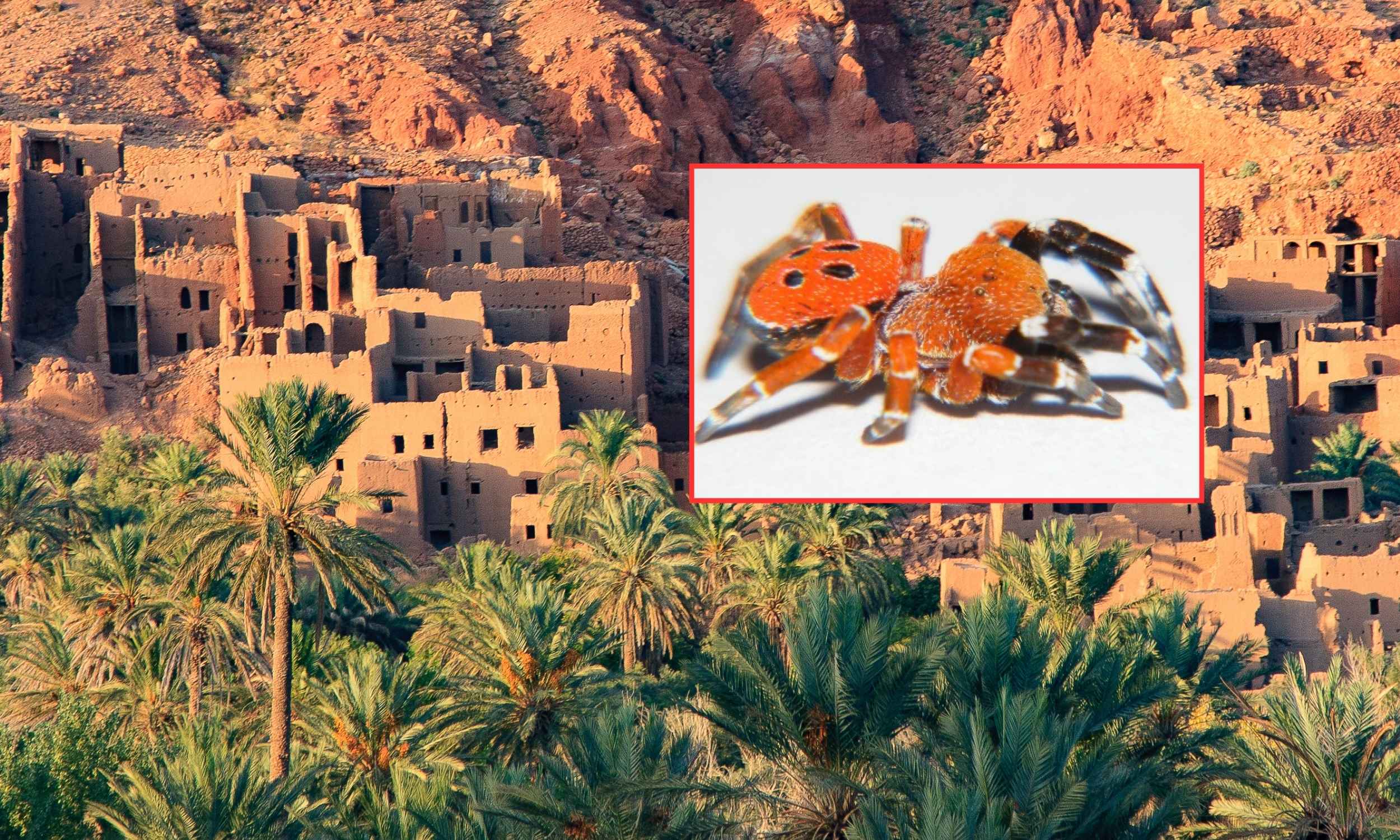 Brilliant red spider found in Morocco is a species new to science ...