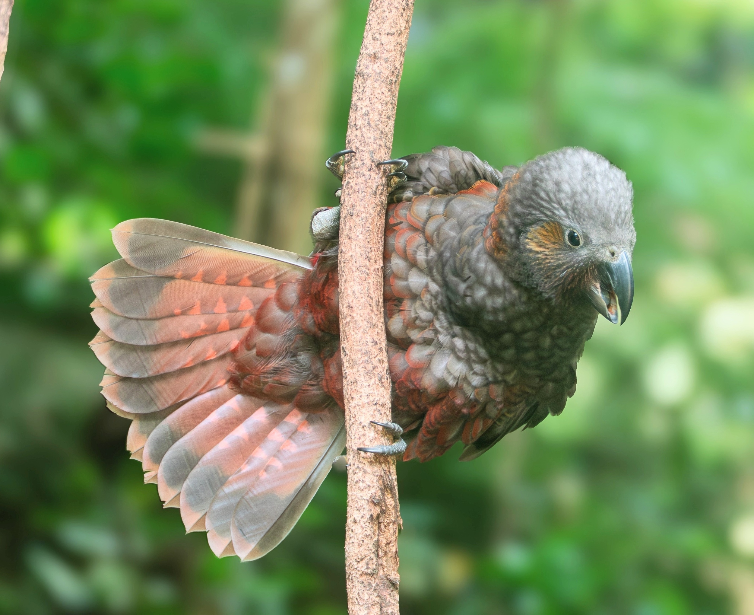 Birds rely on internal clocks that are increasingly being disrupted ...