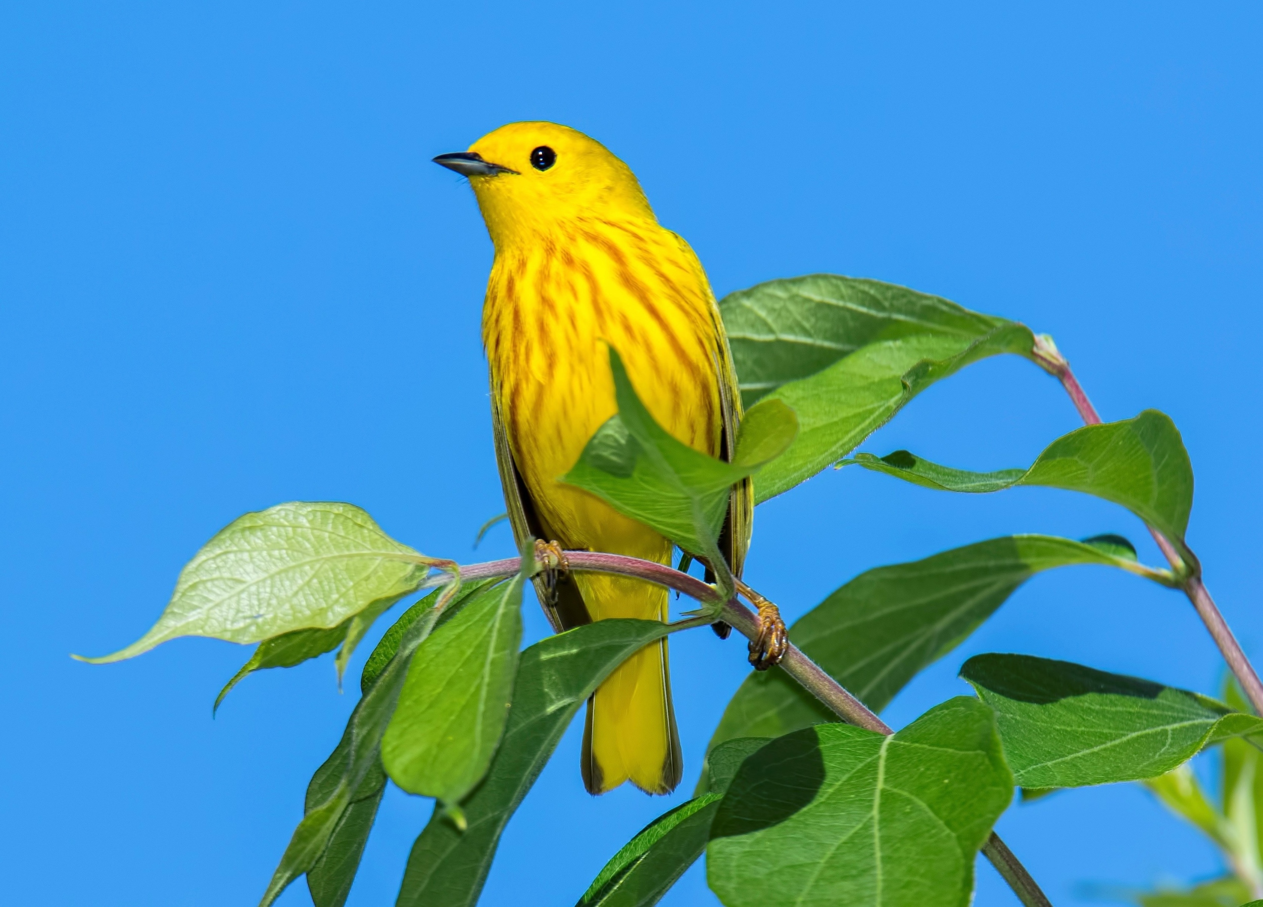 Borrowed DNA helped warblers evolve vivid colors - Earth.com