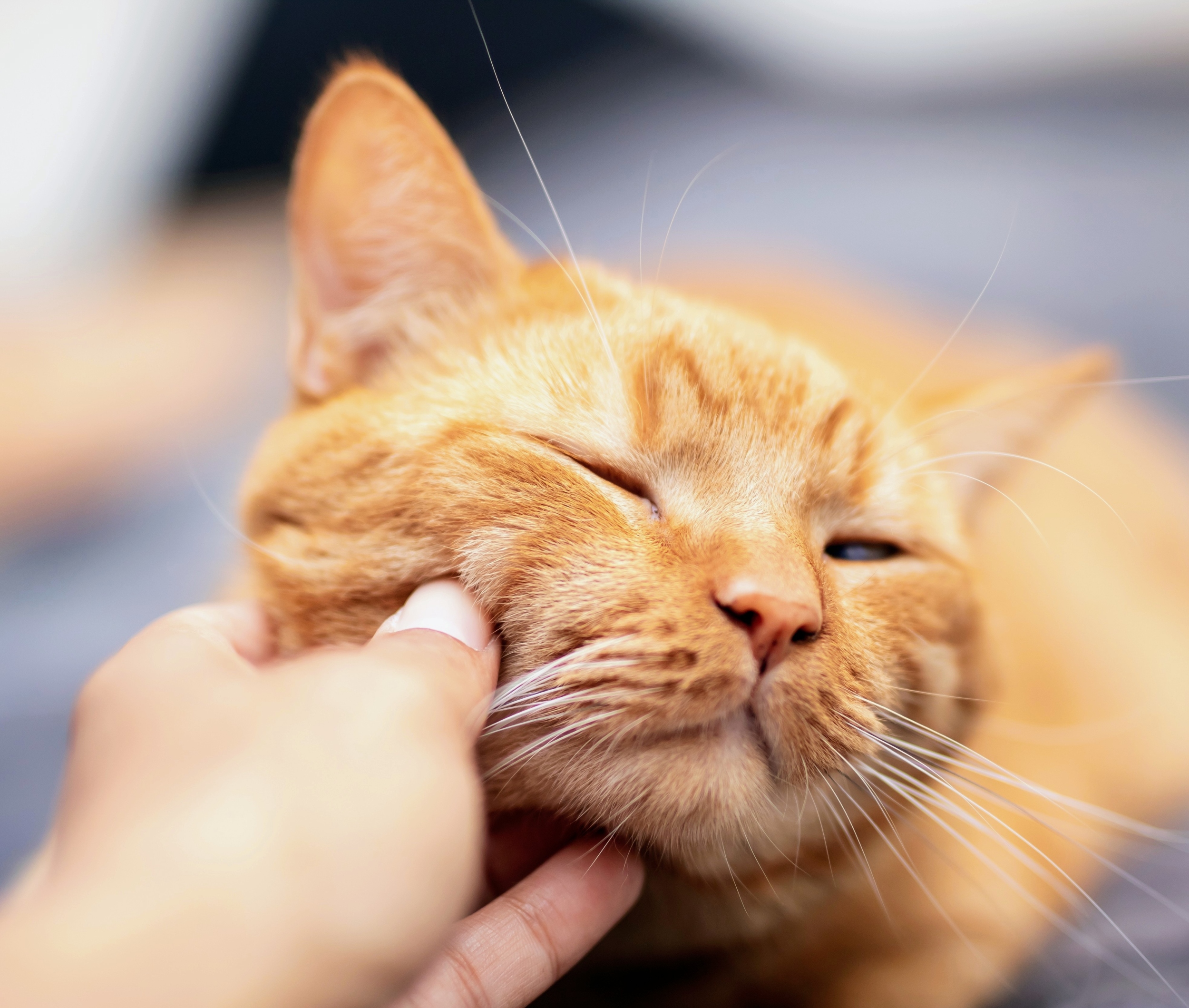 Cats communicate more through purrs than meows - Earth.com