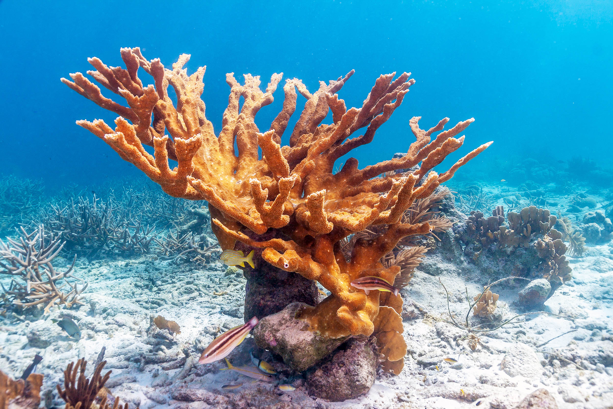 Elkhorn and staghorn corals declared to be "functionally extinct ...