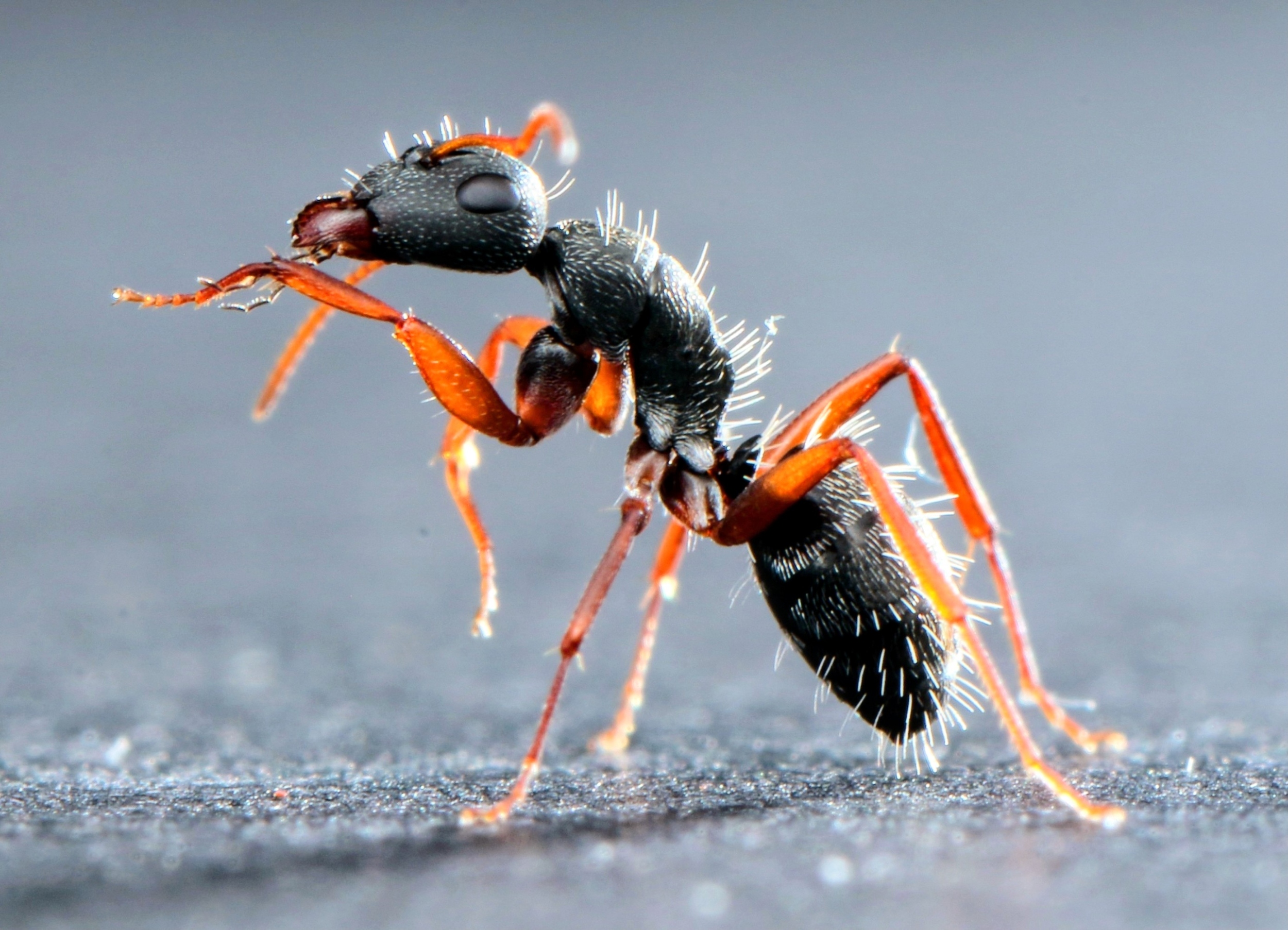 Ants are more vulnerable to invading parasites in hotter climates ...