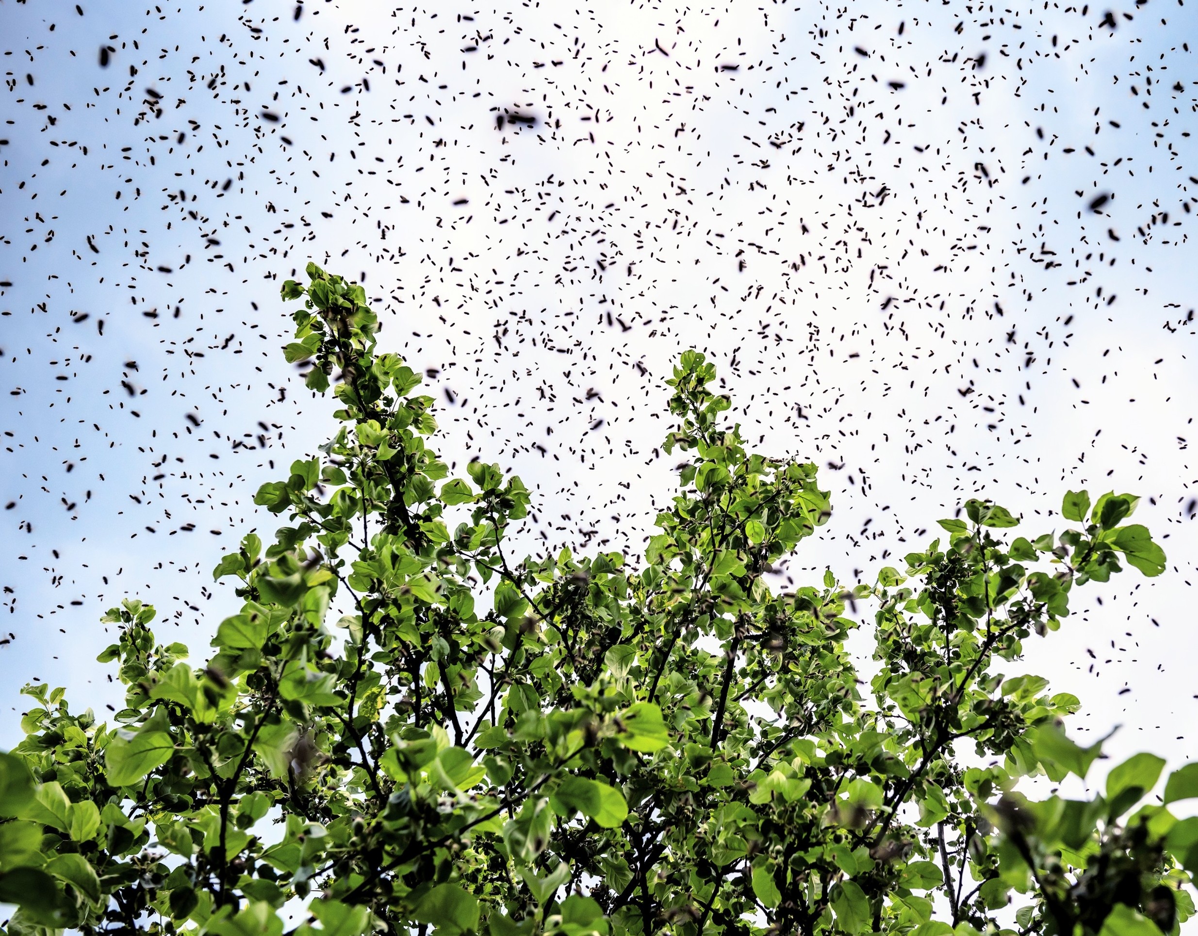 Radar reveals an astonishing number of flying insects over the U.S ...