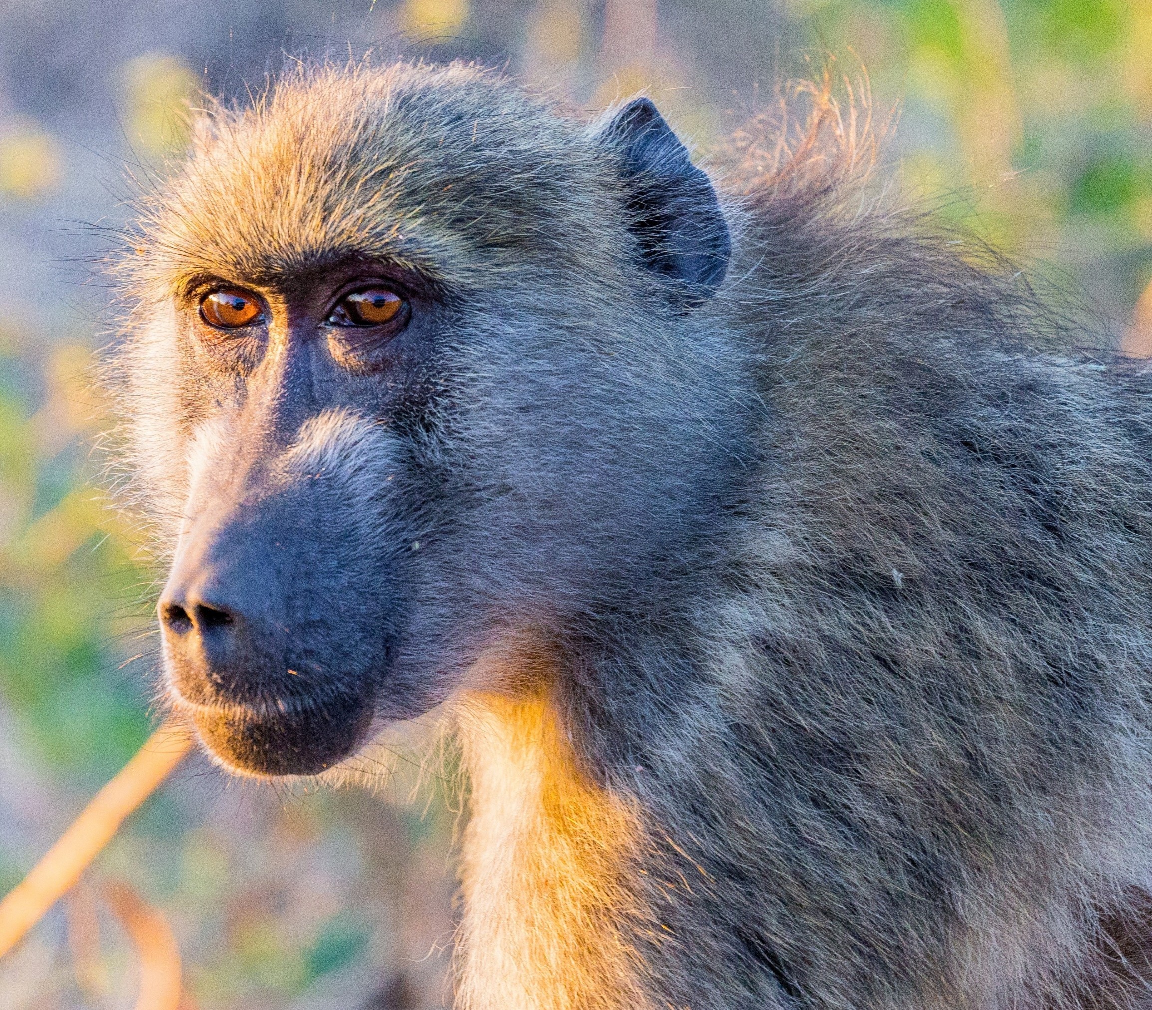 Dominance means less sleep at nights for baboons - Earth.com