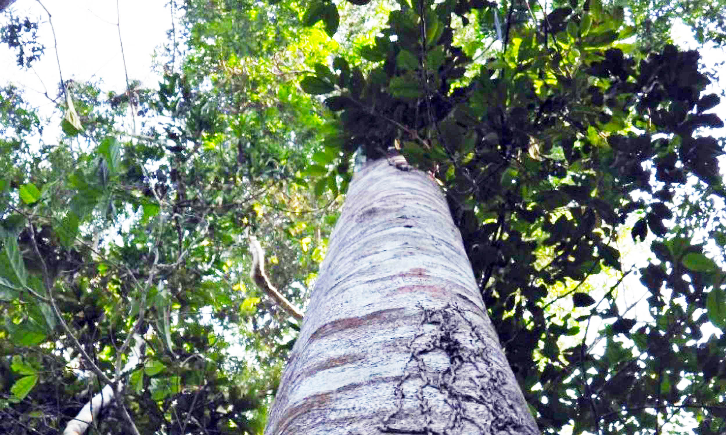 New tree species hid in plain sight for over 40 years — and now it’s ...
