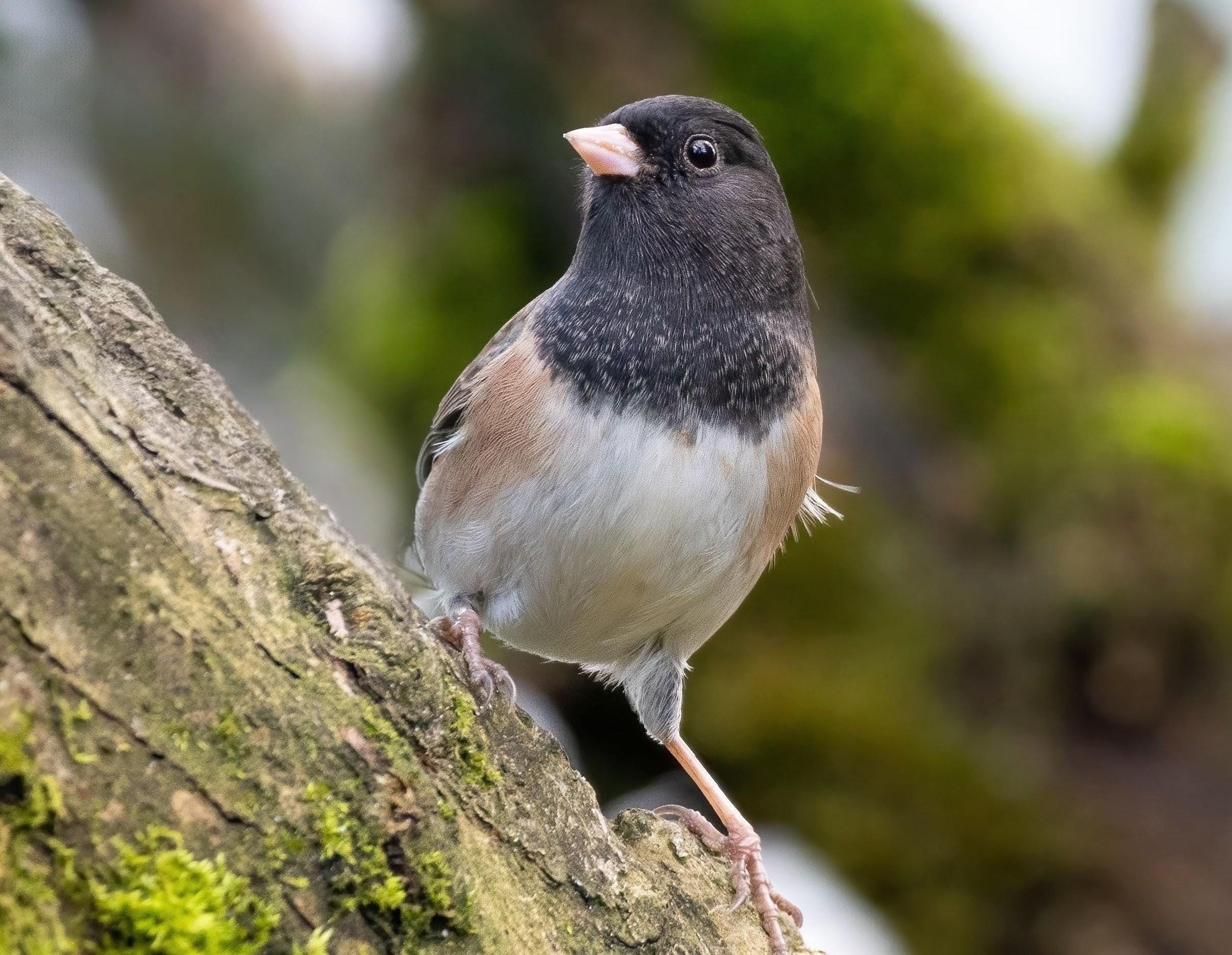 Urban birds changed their beaks when human food vanished - Earth.com