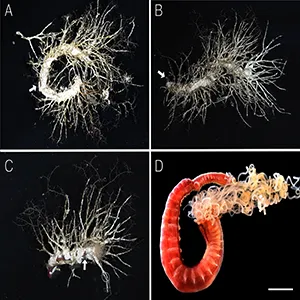 New sea creature has suction cups and lives attached to a sponge ...