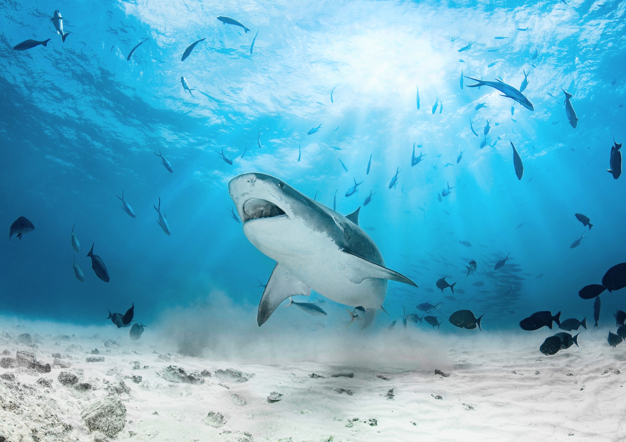 Sharks and rays follow a surprising extinction pattern - Earth.com