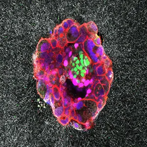 Scientists capture real-time video of human embryo implantation - Earth.com