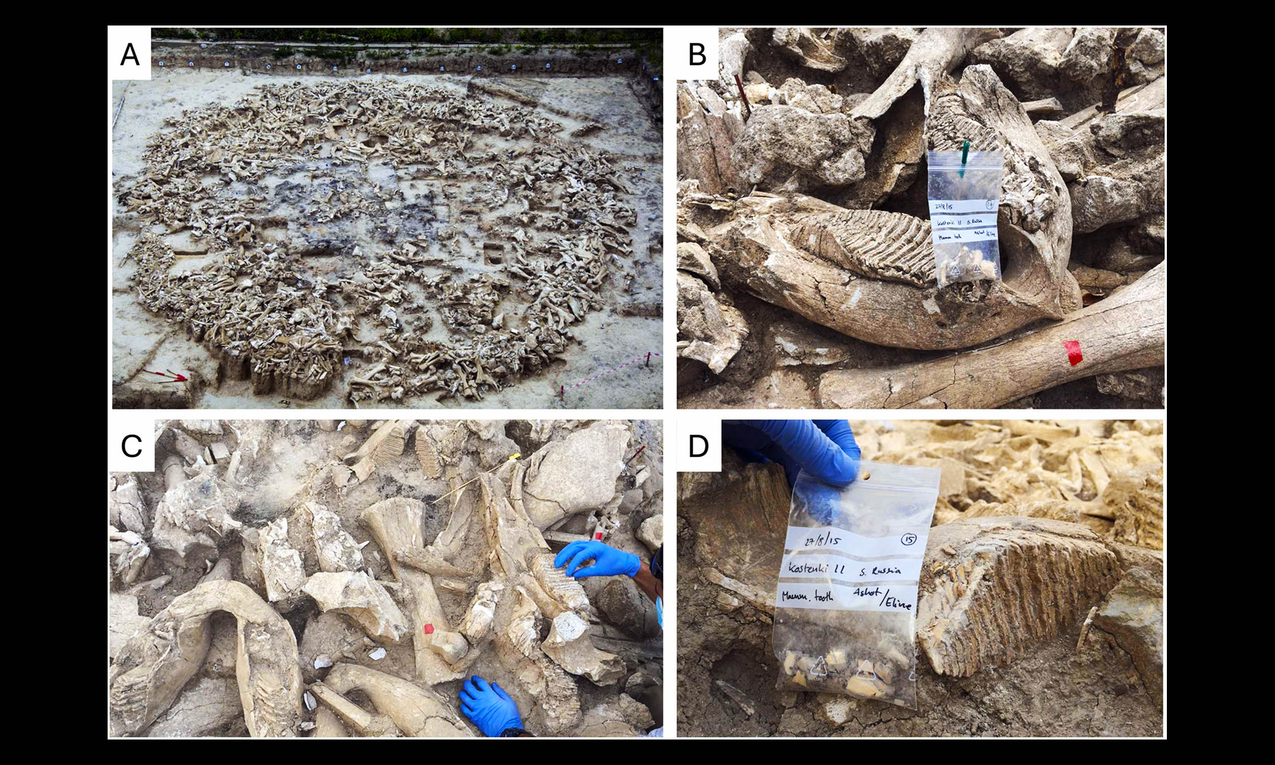 How humans used mammoth bones to survive extreme winters - Earth.com