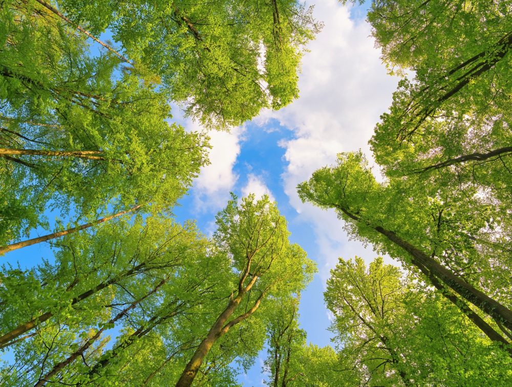 Plant leaves reveal how forests respond to rising carbon dioxide ...