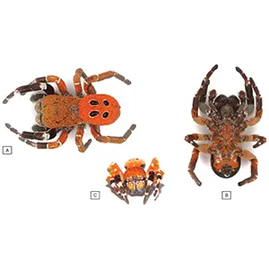 Brilliant red spider found in Morocco is a species new to science ...