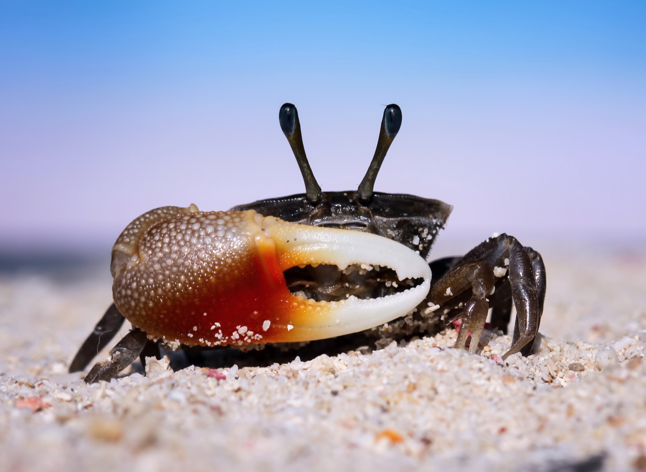 Fiddler crabs grind microplastics into pieces that may be more toxic ...
